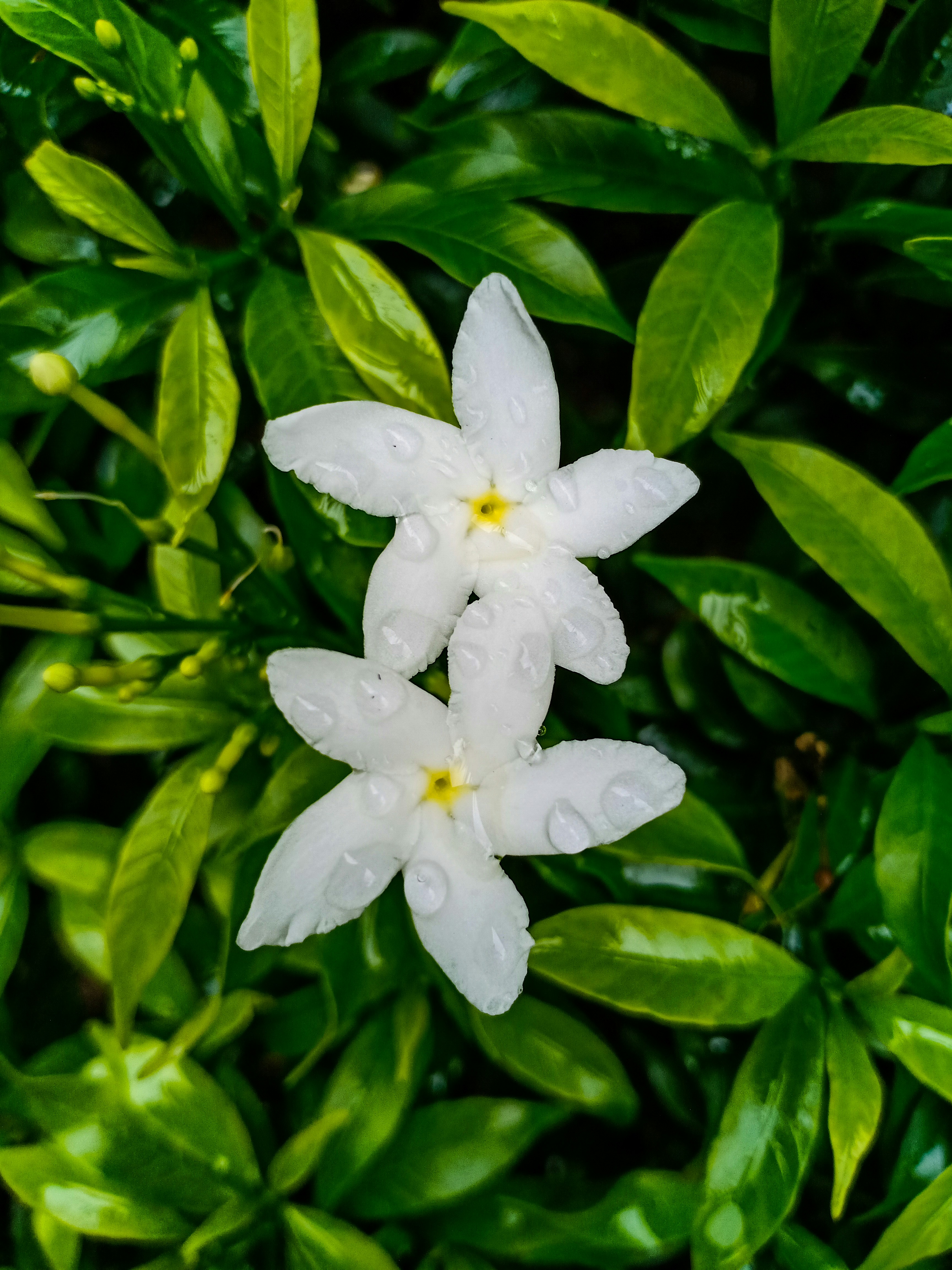 Kampupot Flower Images | Best Flower Site