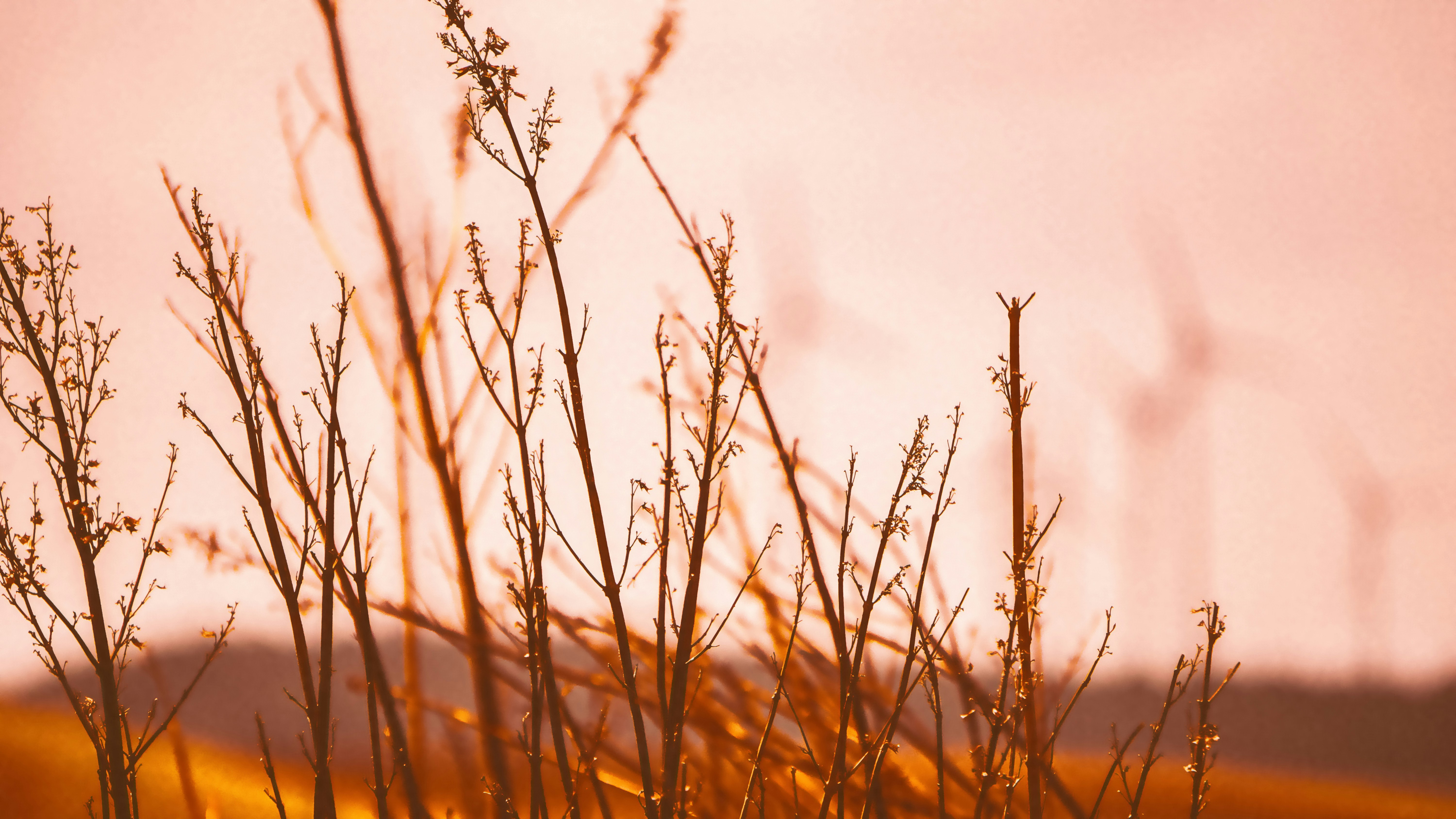 Silhouetted grasses in the foreground with wind turbines blurred in the background against a warm sunset sky.