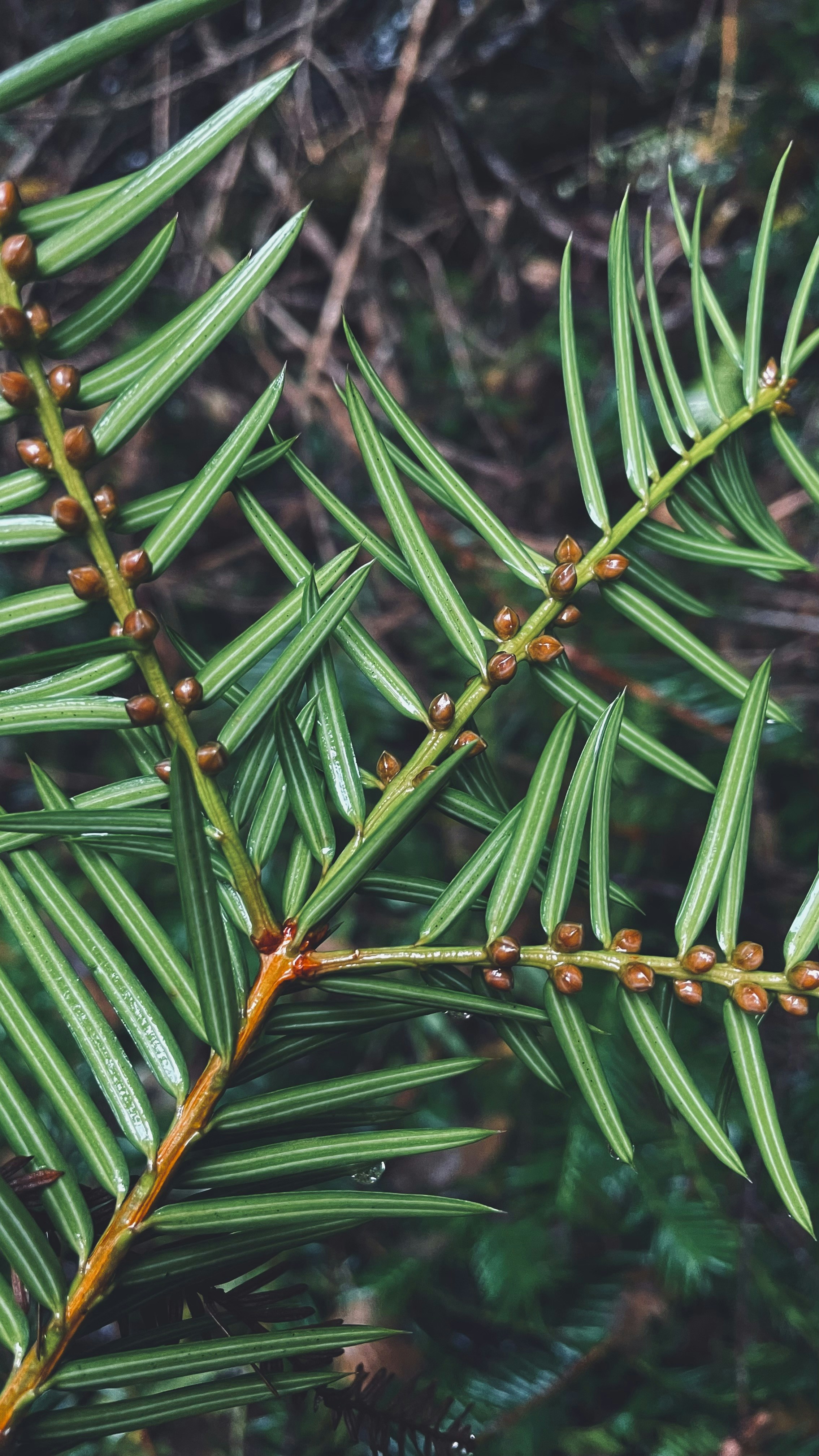 Nature's Intricate Needlework