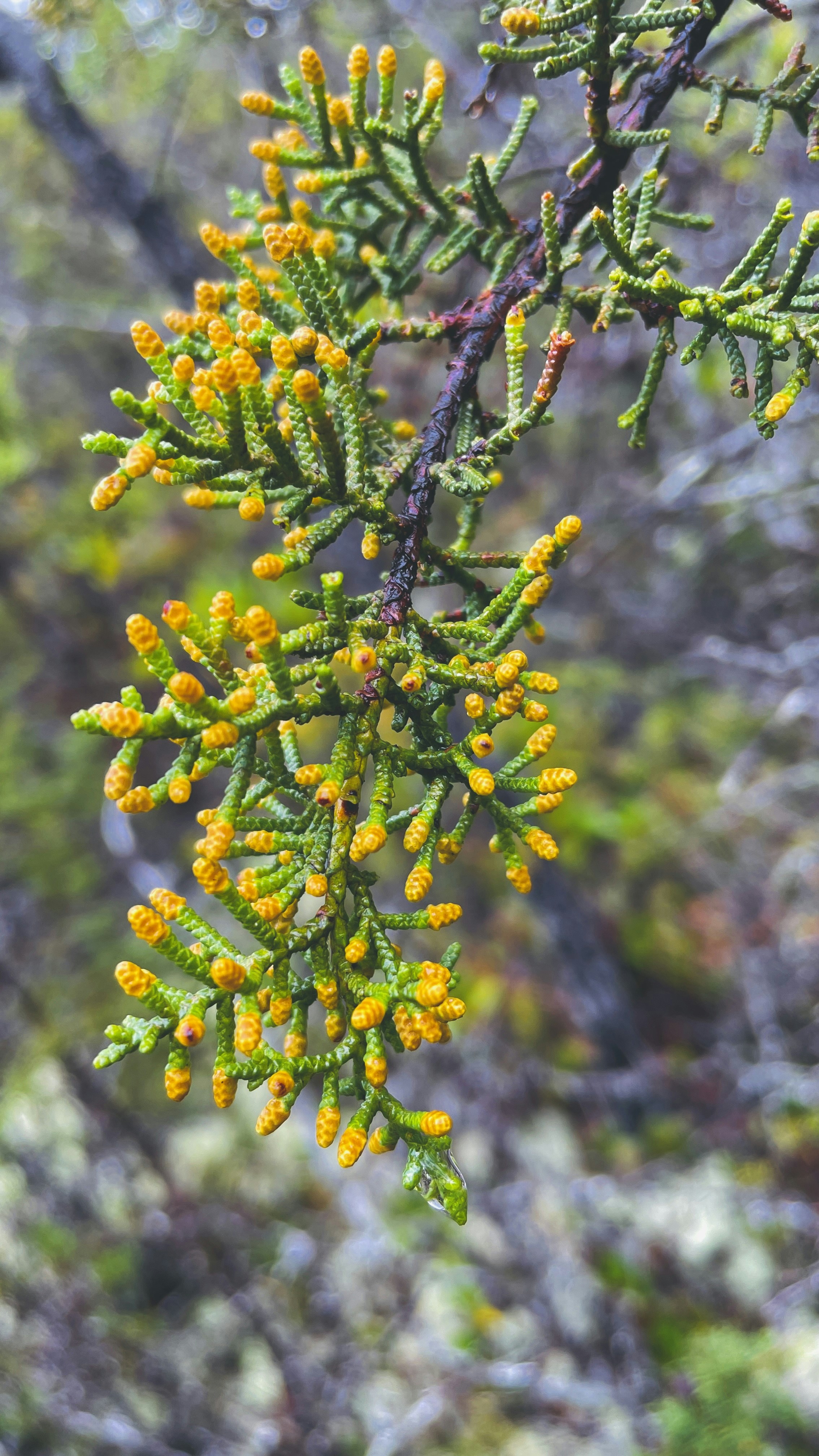 Golden Bead Lichen Clinging to a Green Twig in Morning Light