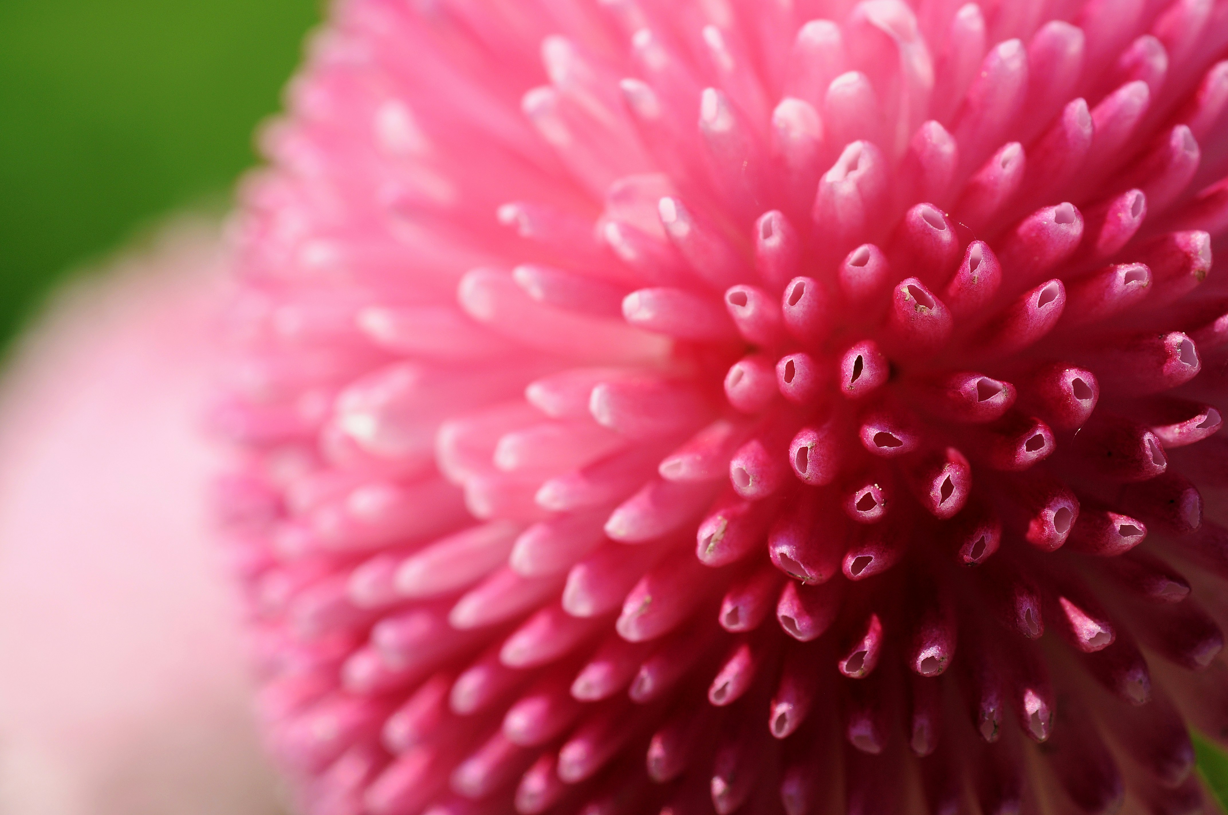 Petal Needlework: Pink Pom-Pom Close-Up