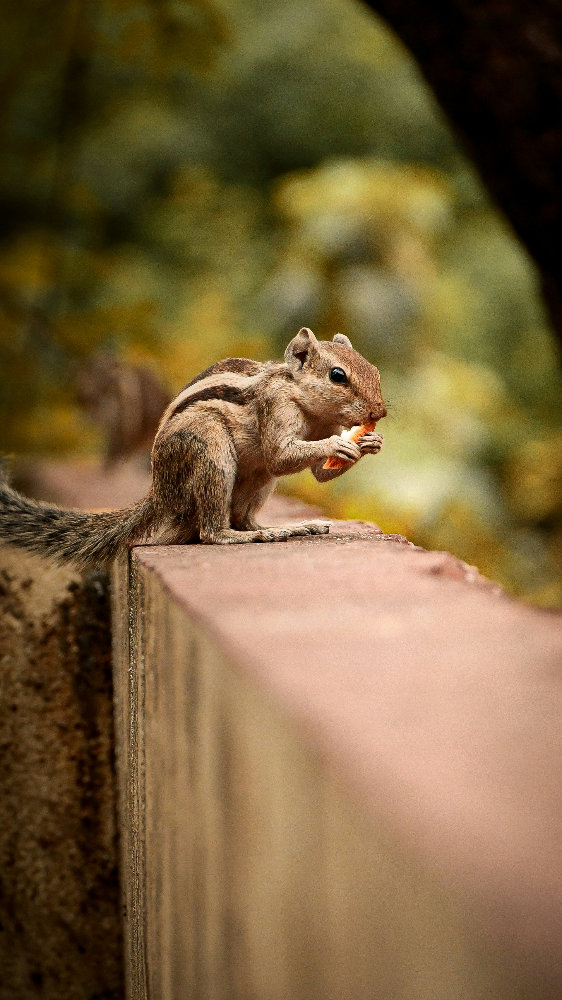 Autumn Squirrel Pauses on a Weathered Rail to Snack