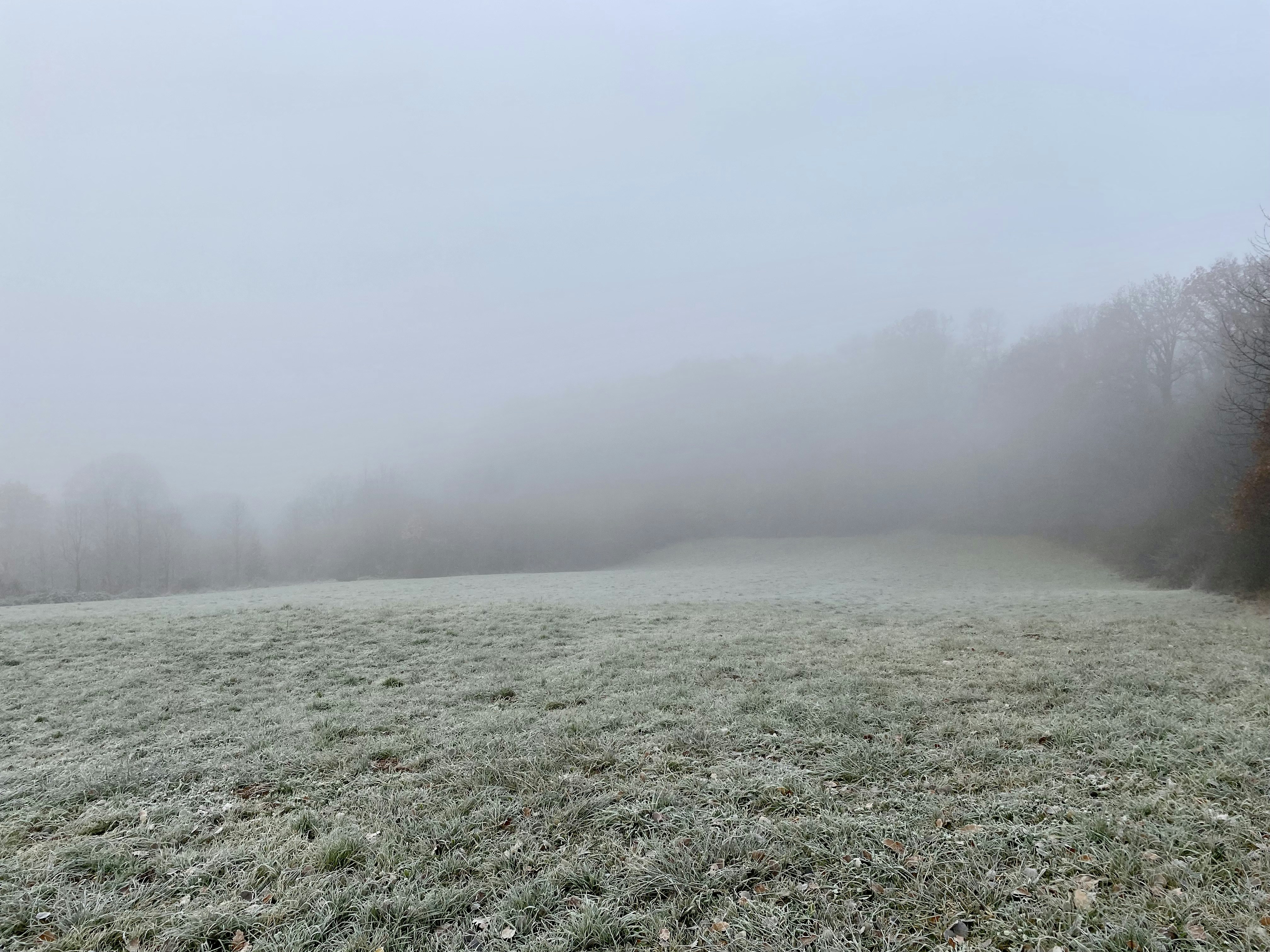 Foto Un campo helado con árboles en el fondo – Imagen Gris gratis en ...