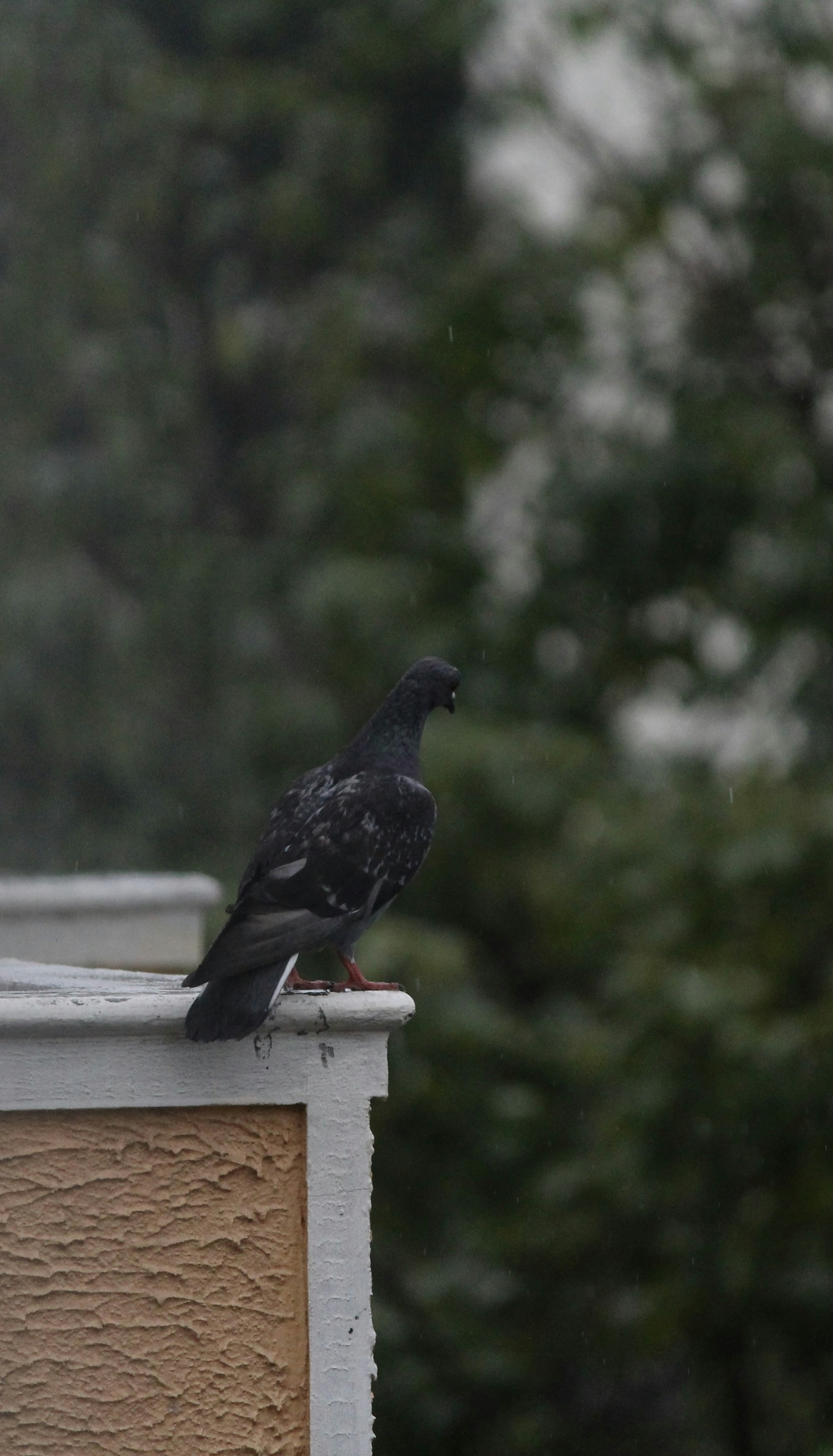 Rain-Quiet Vigil: Pigeon Perched on a Weathered Terrace