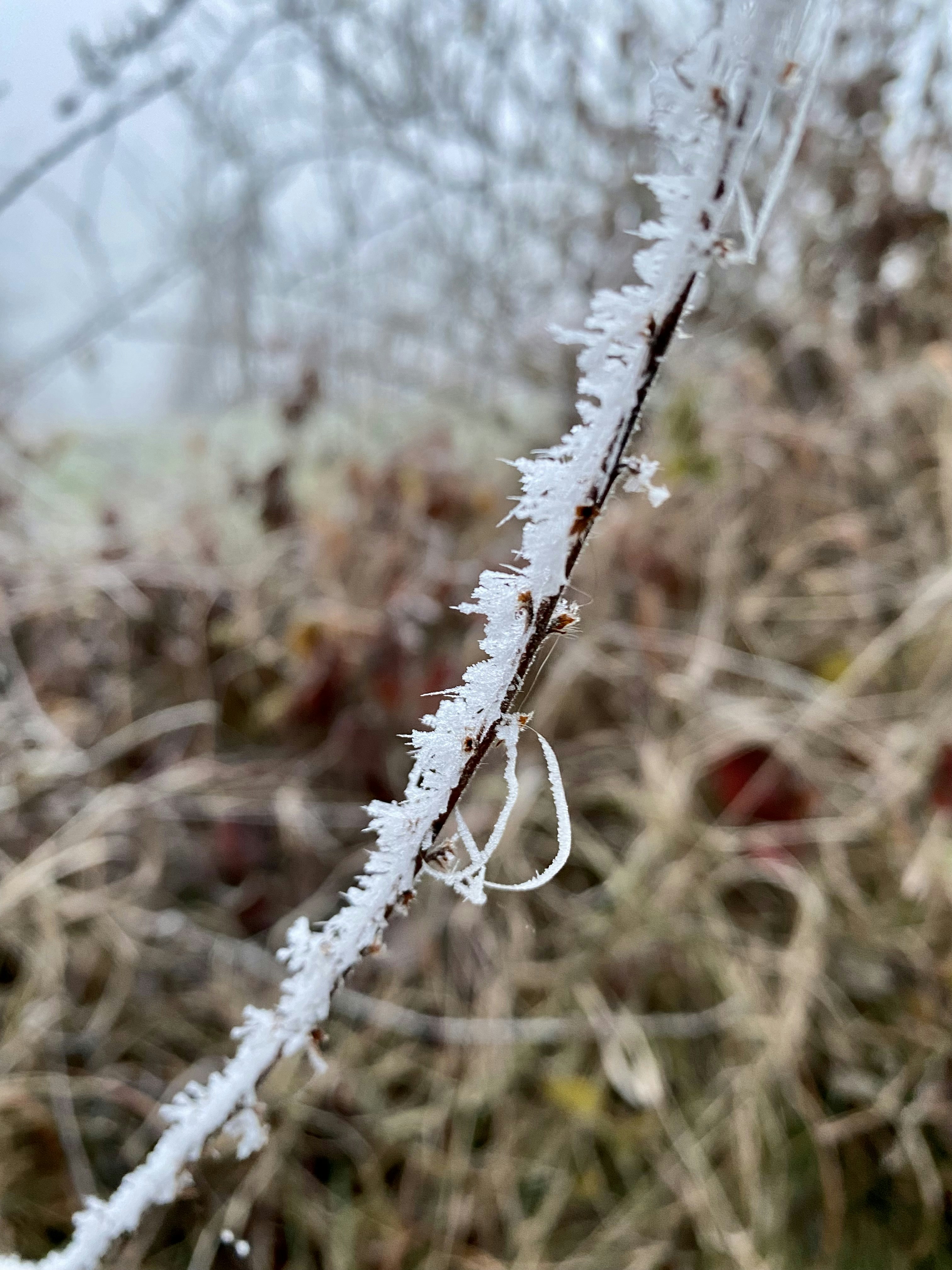 a close up of a branch with ice on it