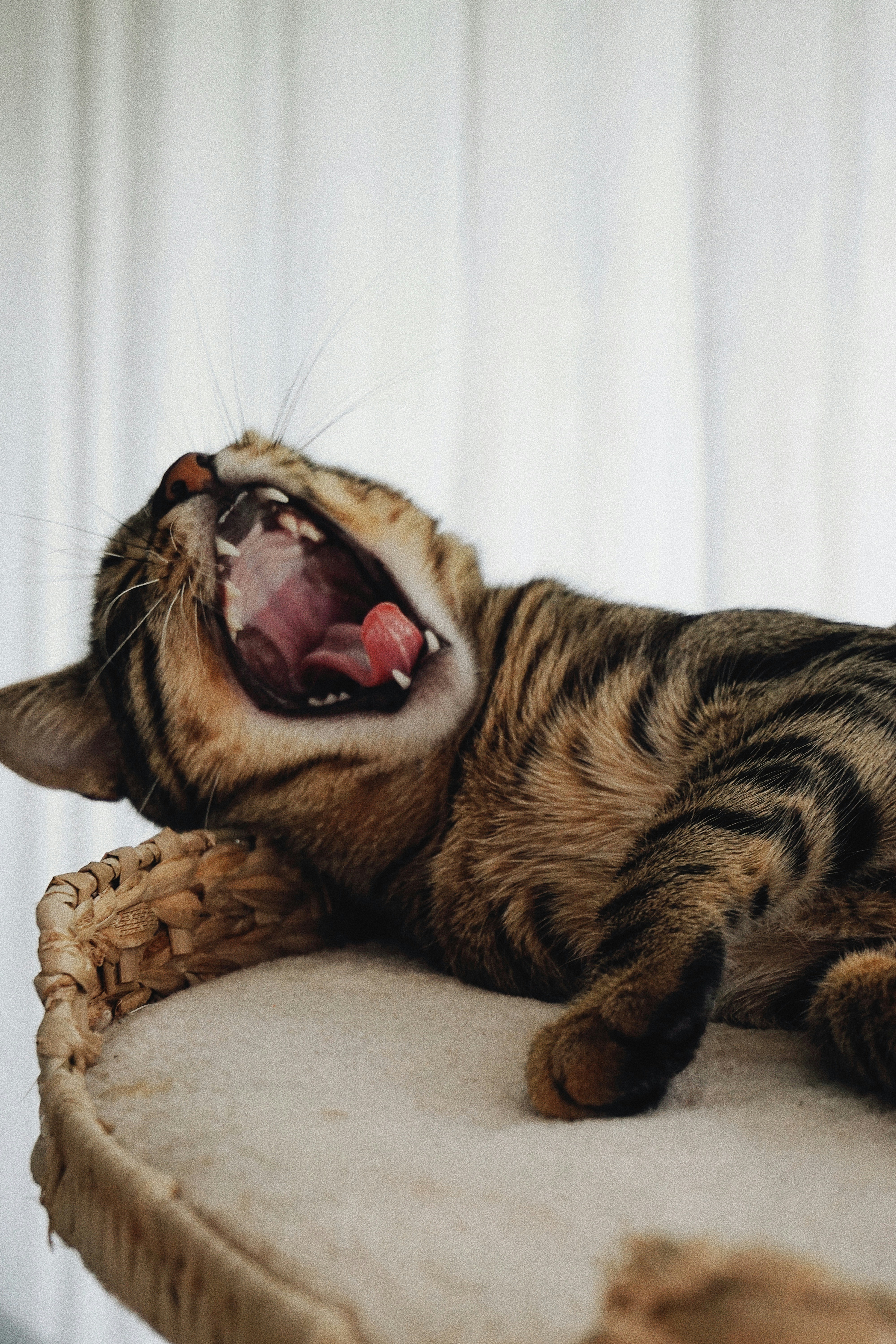 a cat yawns while laying on a cushion