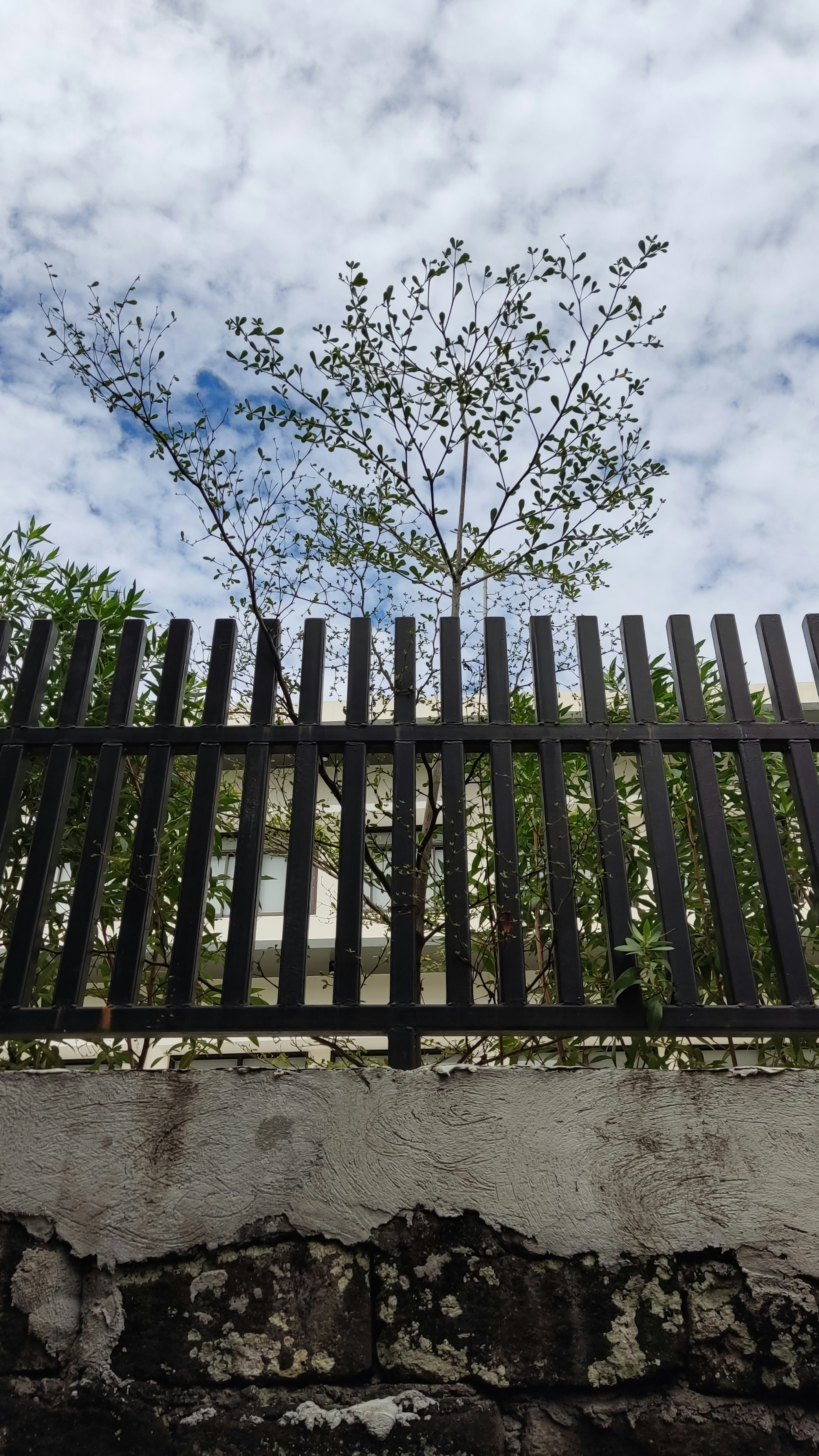 Una valla negra con un árbol en el fondo foto – Imagen de Filipinas ...