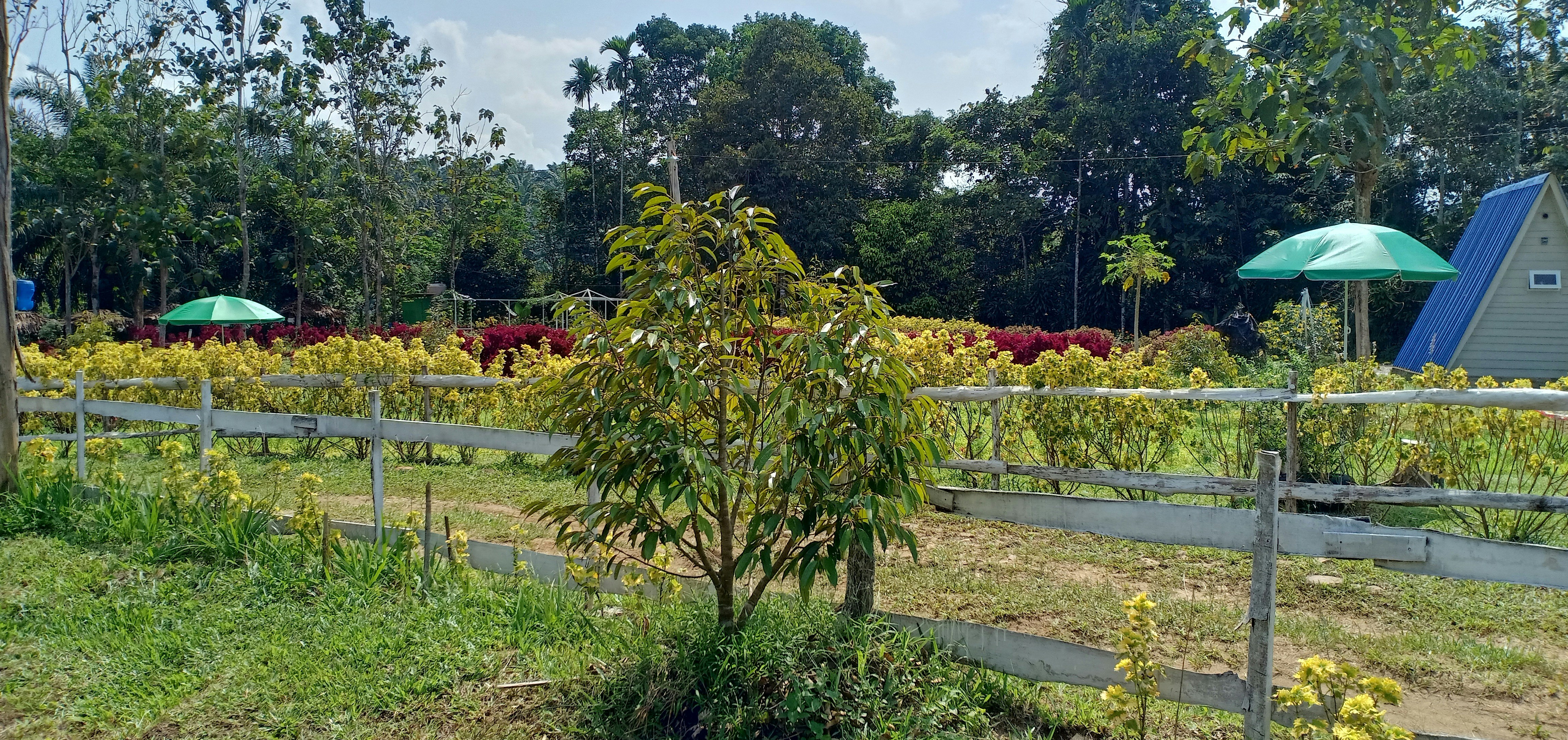 Lush garden with vibrant yellow flowers and green umbrellas, framed by a white wooden fence under a clear blue sky.