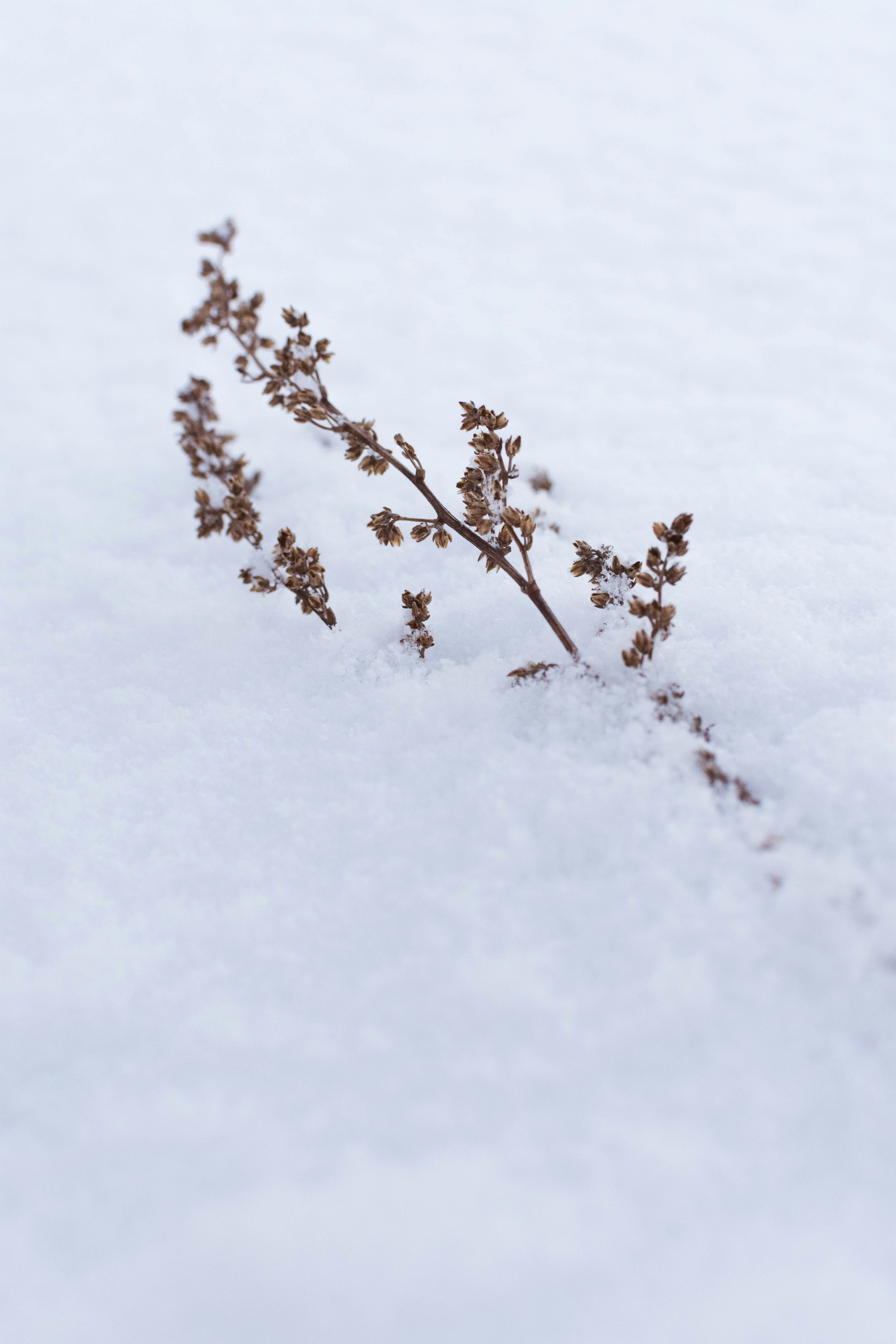 Dried plant stem emerging through a blanket of fresh snow.