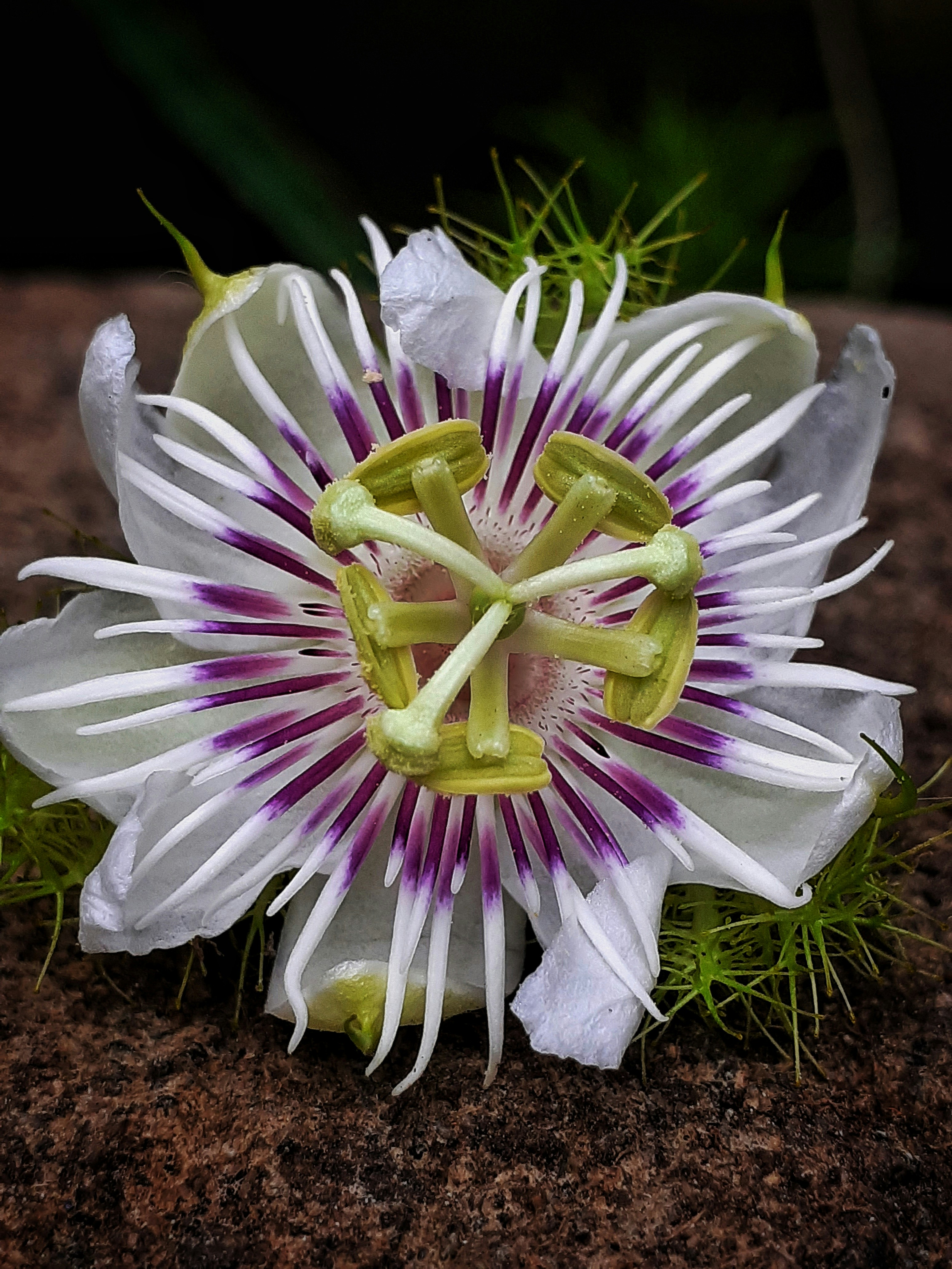 White and purple passionflower with intricate petal arrangement on a textured surface.