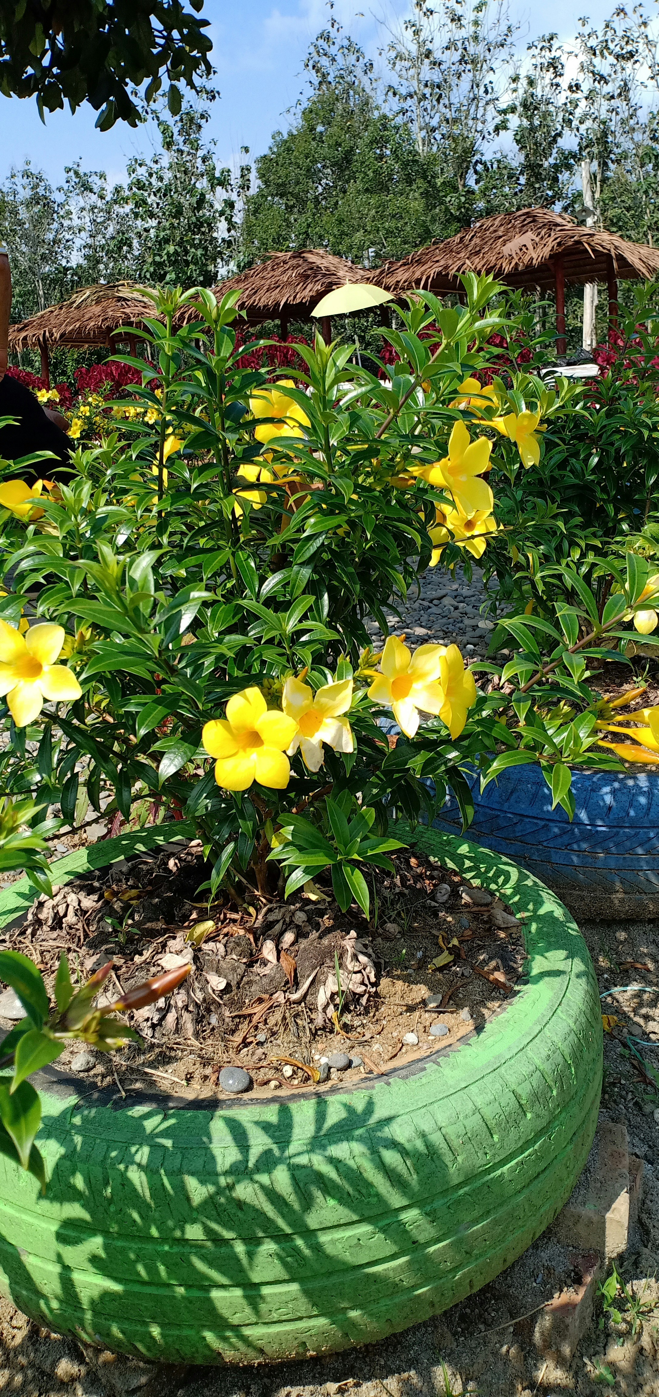 Sun-Kissed Plumerias in a Recycled Tire Oasis