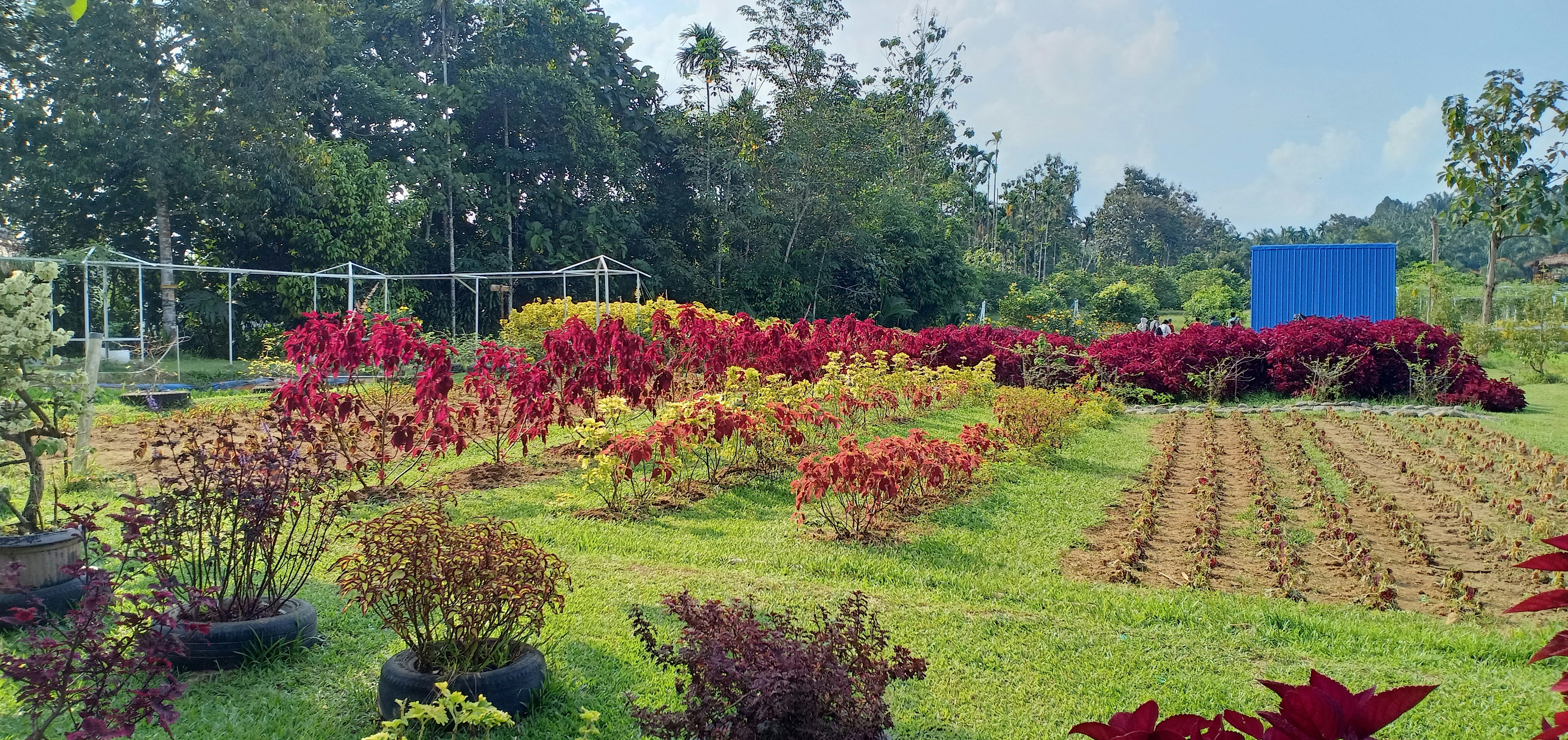 Lush garden featuring a diverse array of colorful plants and flowers, arranged in vibrant patterns against a backdrop of greenery and a blue structure.