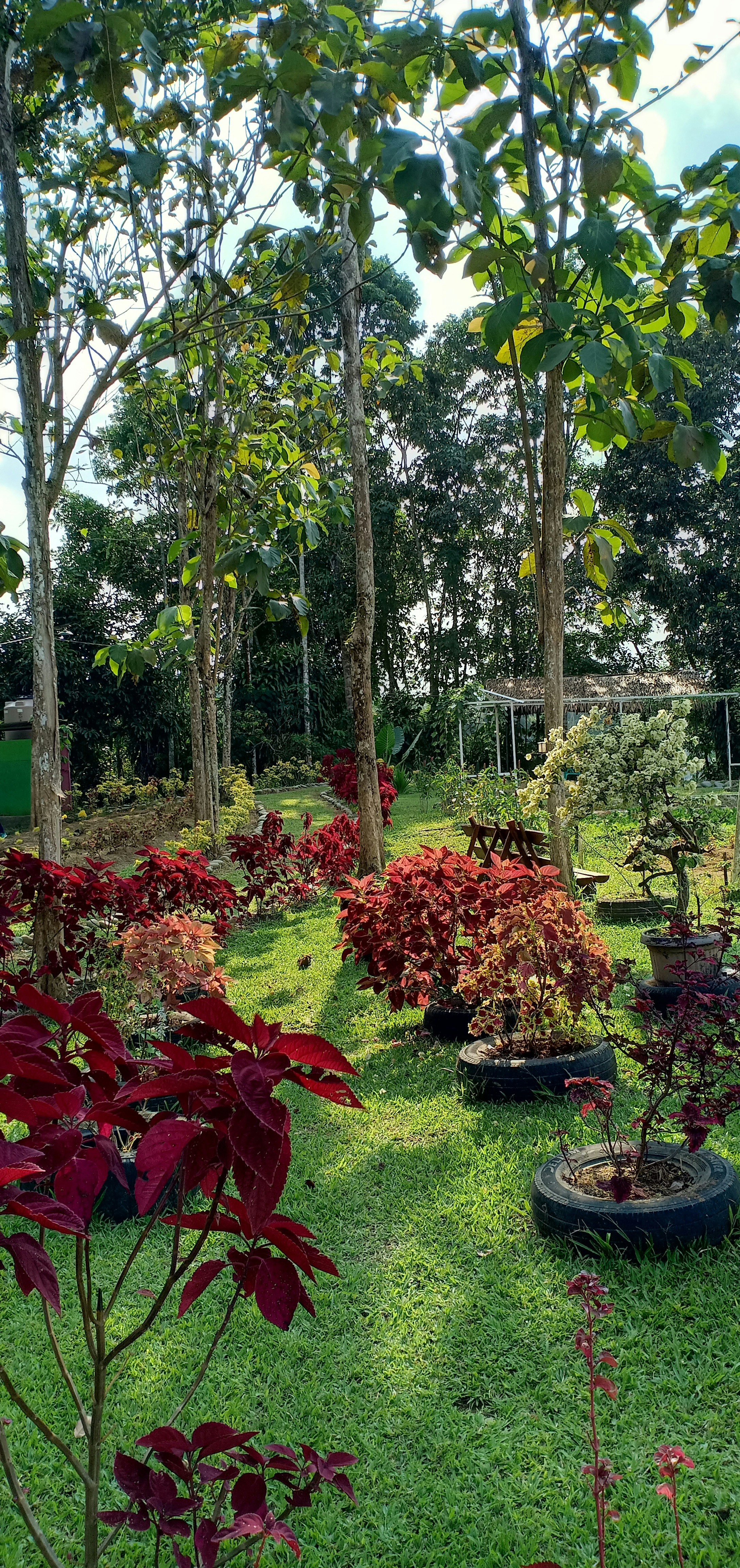 Lush garden featuring an array of colorful potted plants and trees under a bright sky. The scene captures the tranquility of nature.