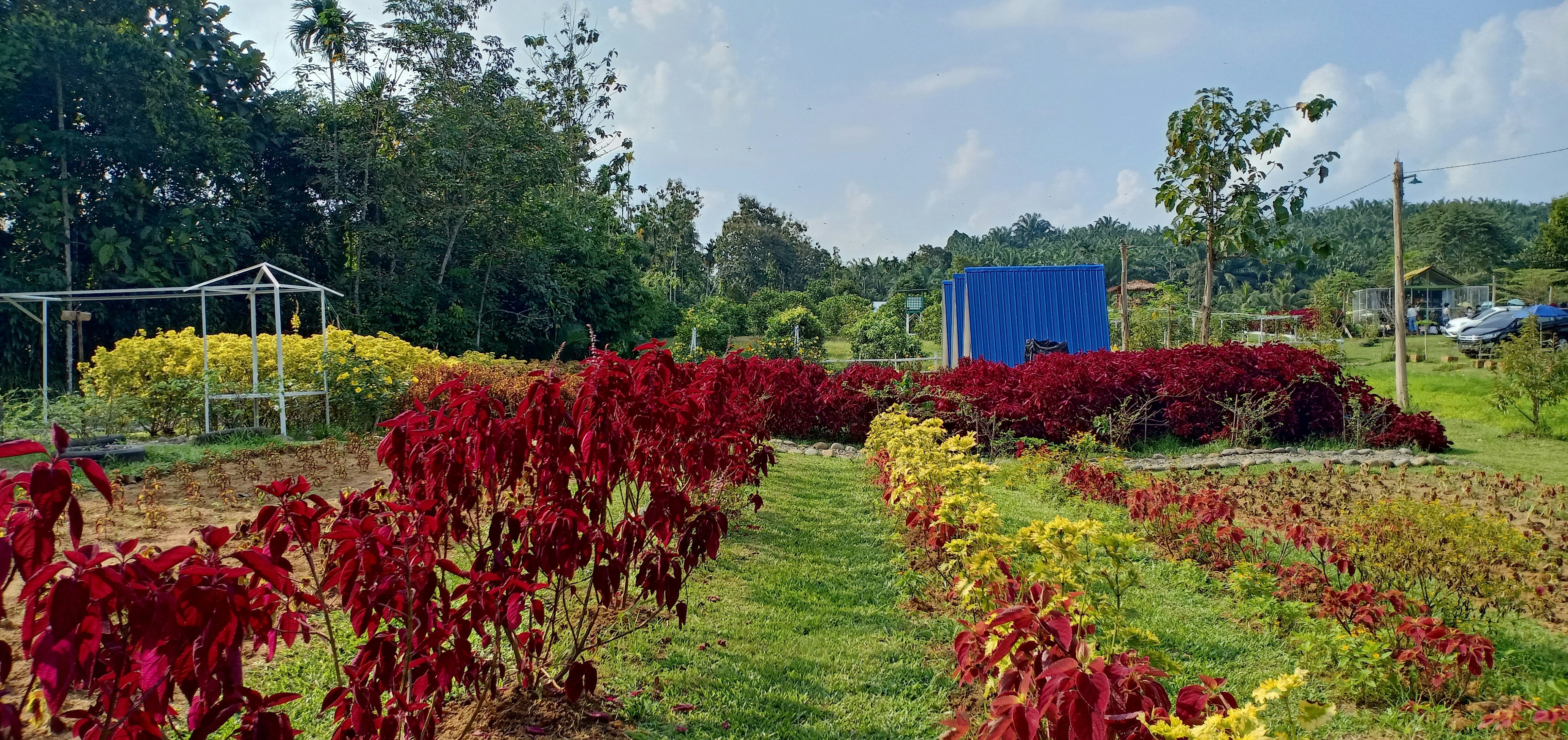 A garden filled with lots of red plants photo – Free Summer holiday ...