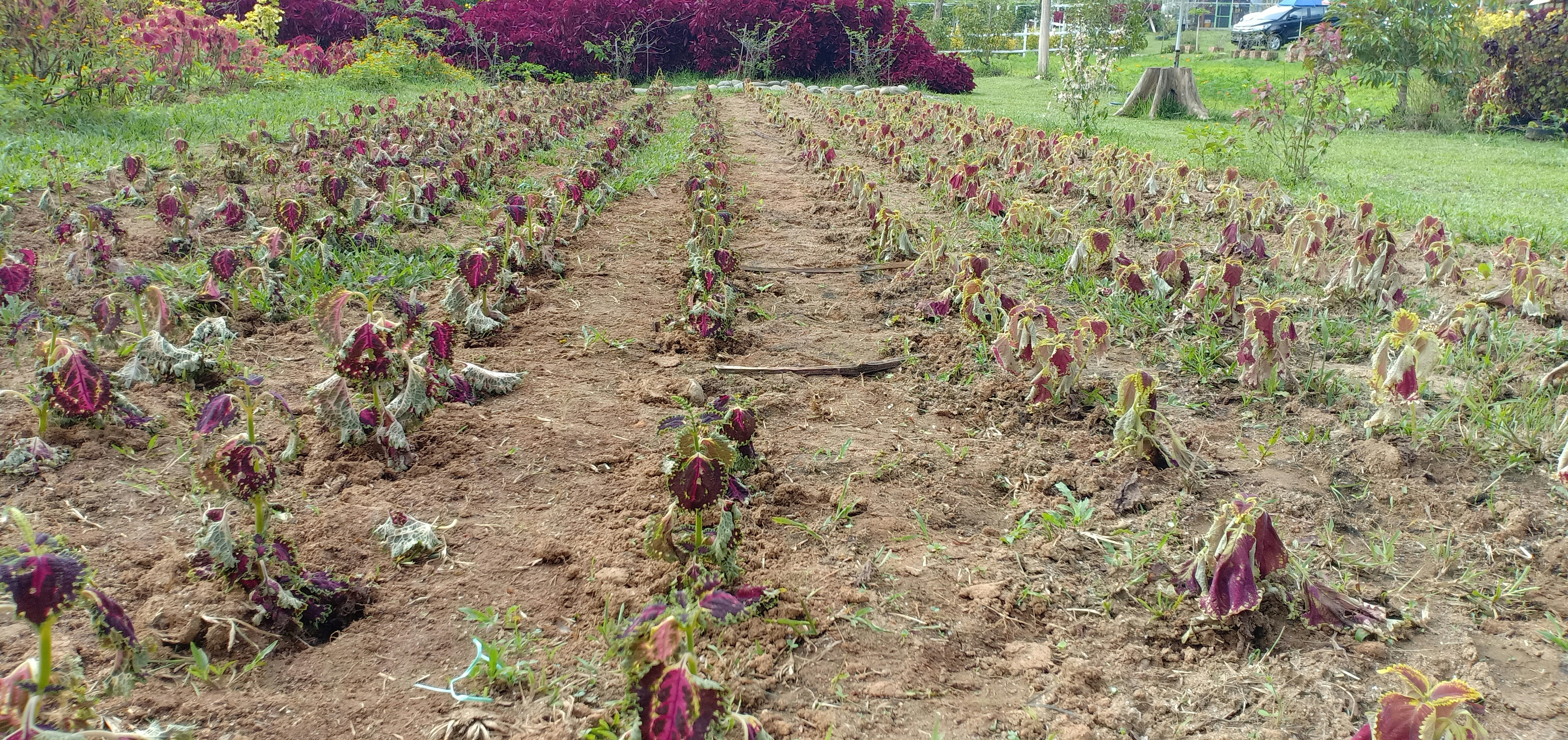 Rows of young plants with vibrant purple foliage stretch across a garden, showcasing the early stages of growth amidst lush greenery.