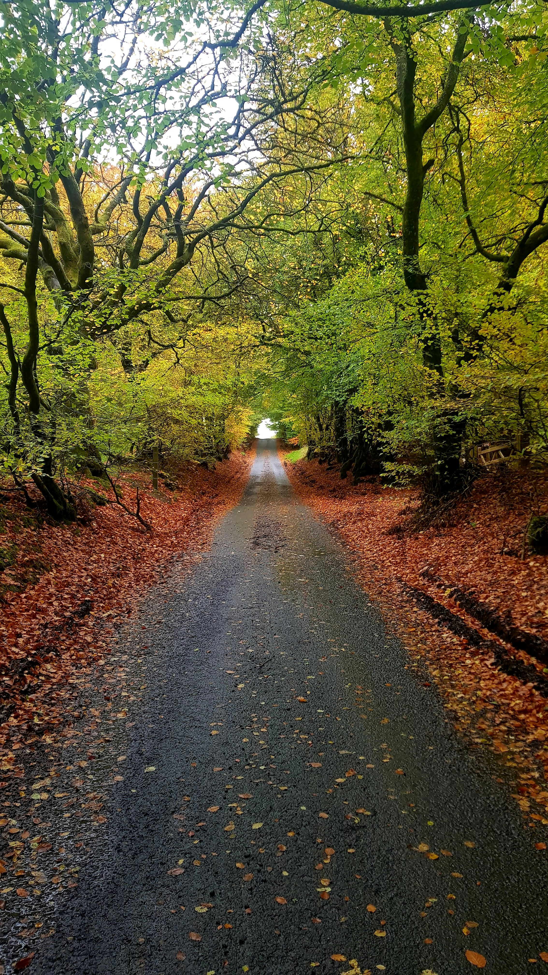 Path of Autumn Light Through a Canopy Tunnel