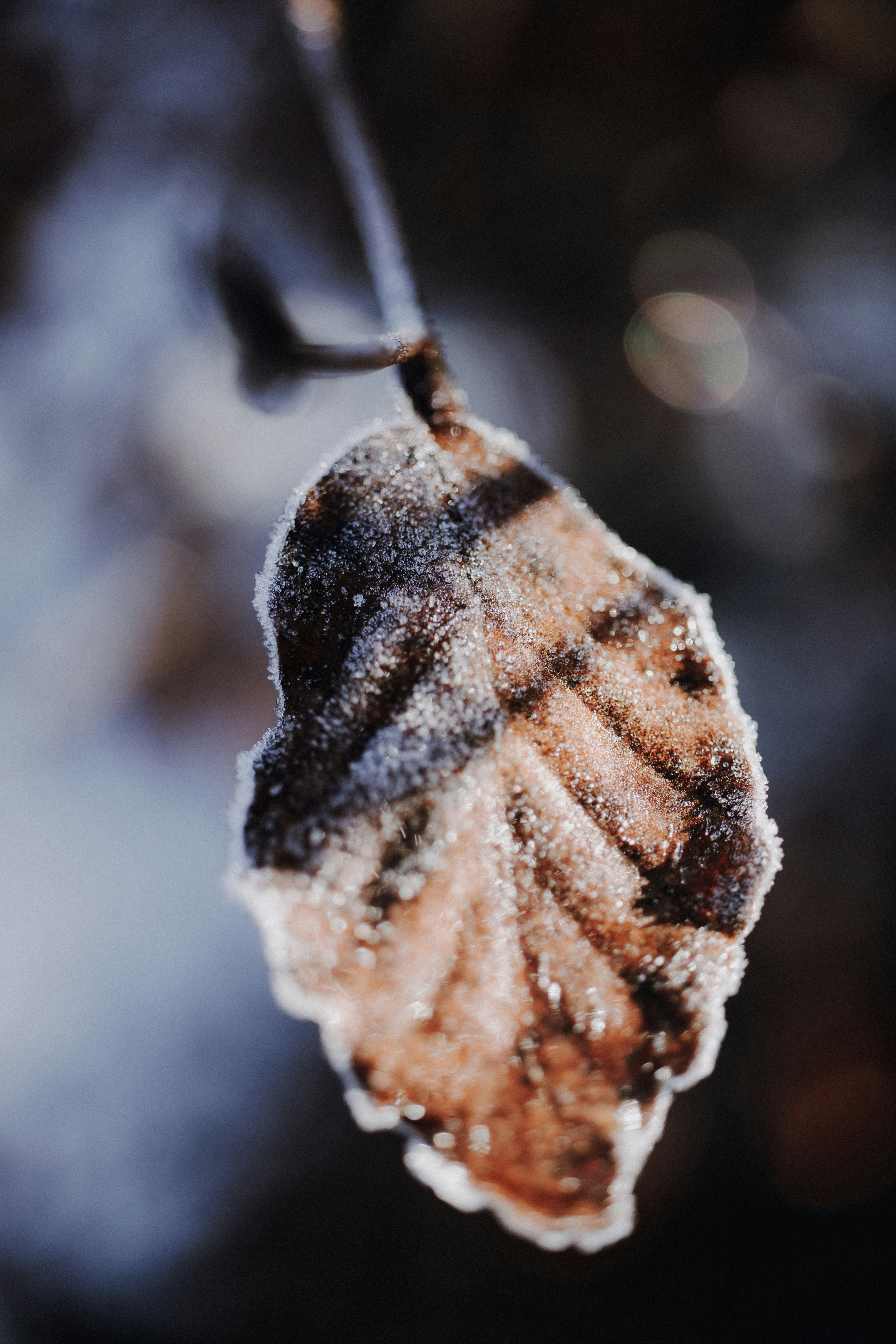 A close up of a hand and a fork photo – Free Frosty Image on Unsplash