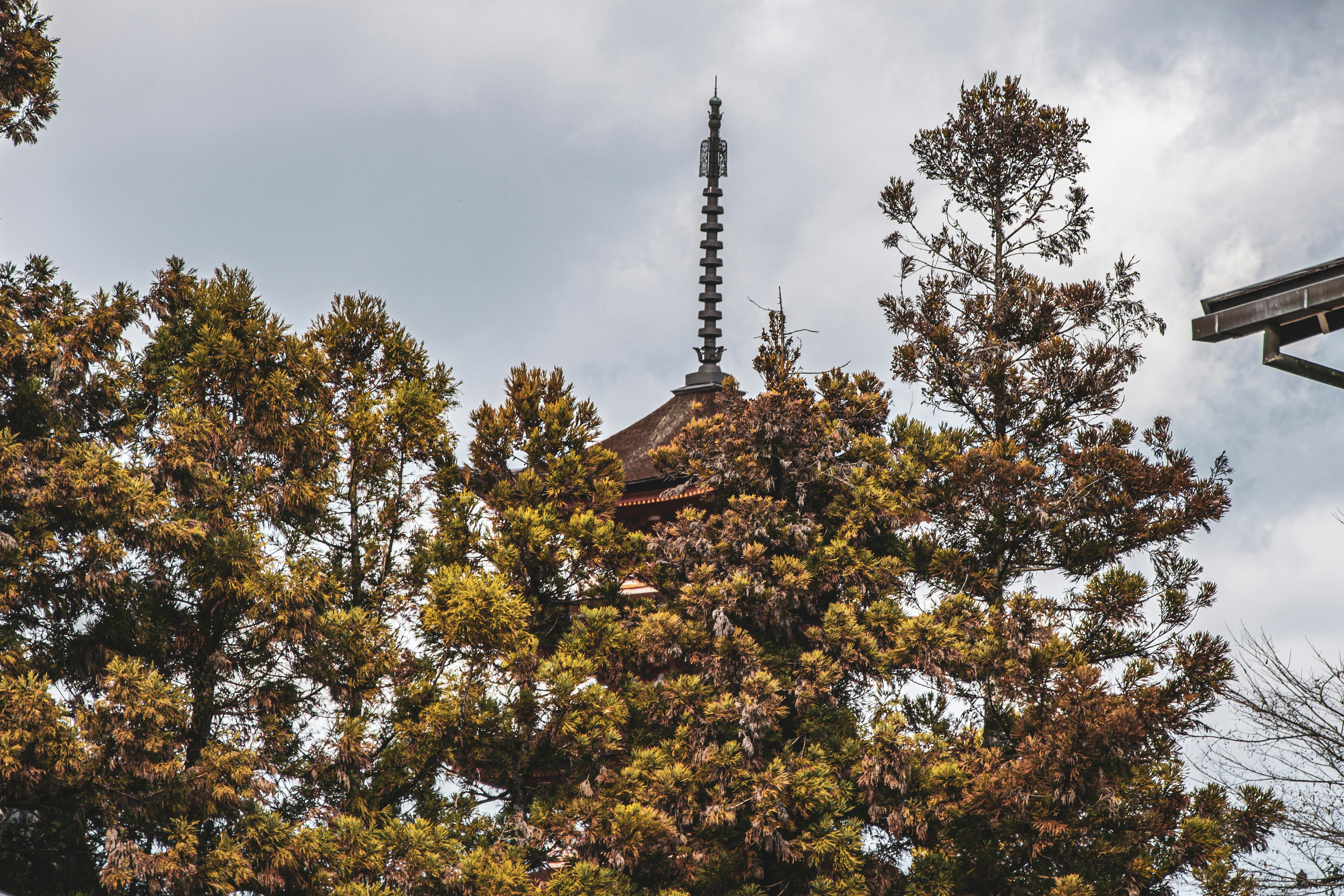 Spire Above Autumn Canopy: A Quiet Moment of Architecture