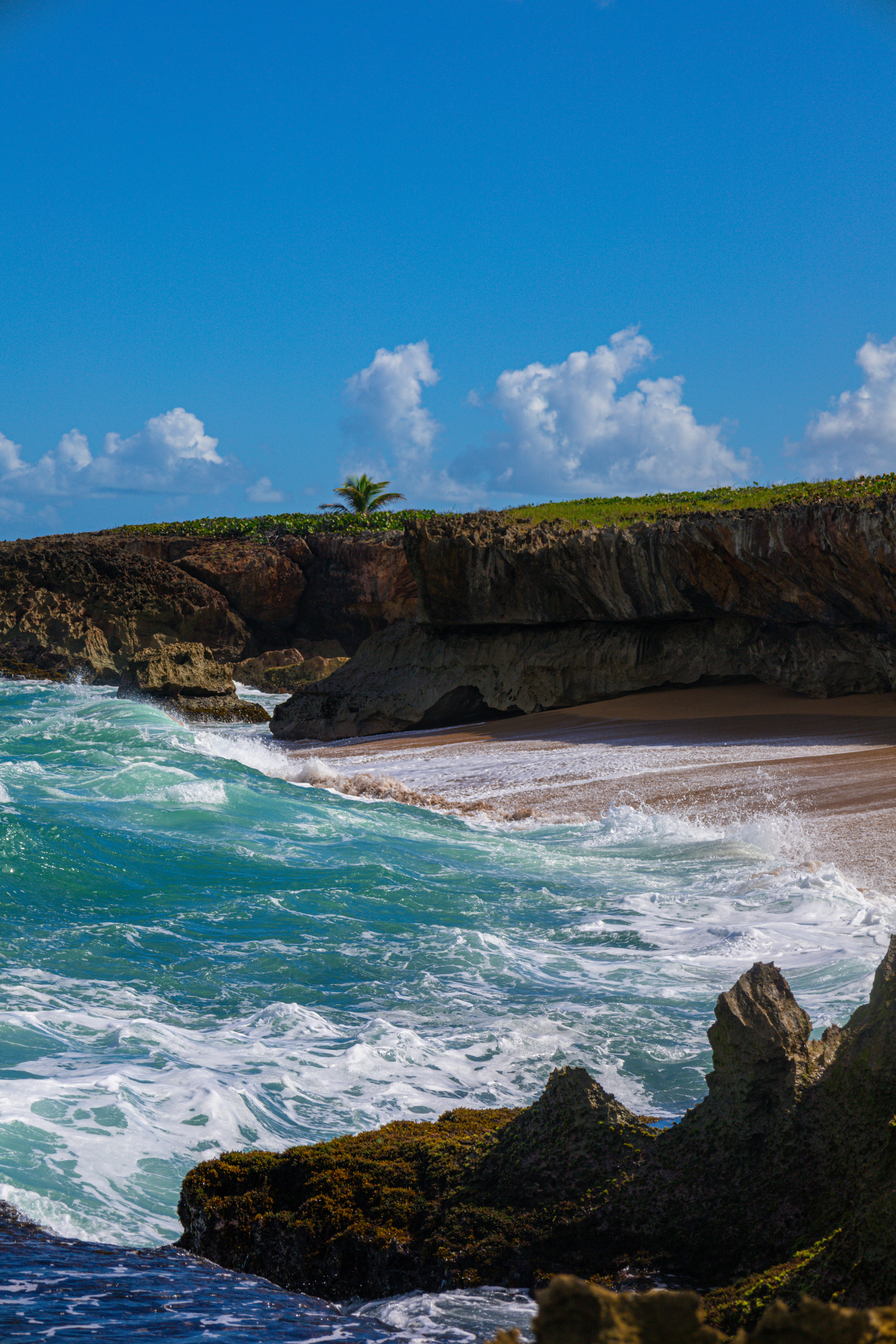 Lone Palm on a Cliff Edge Over Turquoise Surf