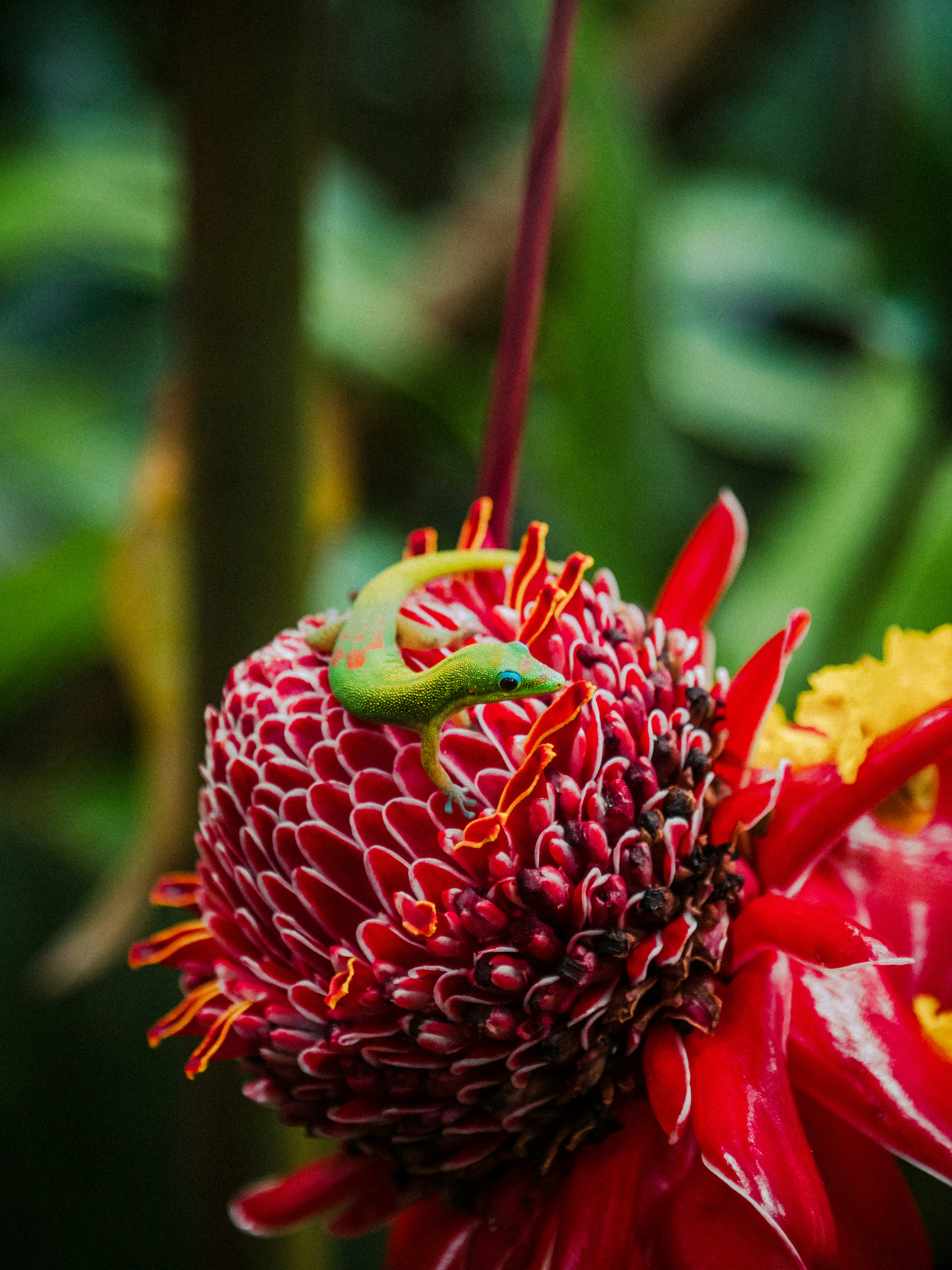 a green chamelon sitting on top of a red flower