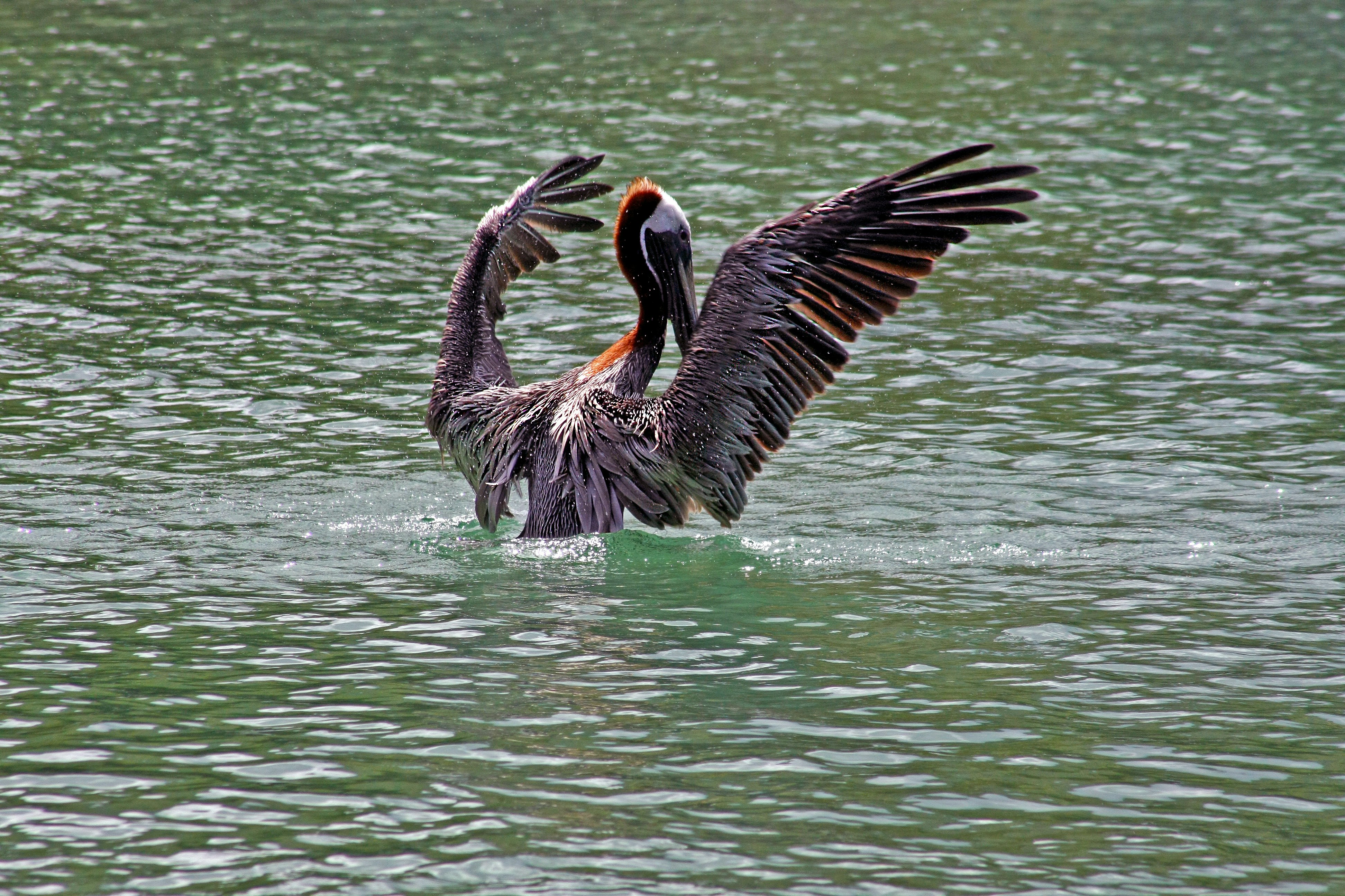 A pelican gracefully spreads its wings while splashing in the water, showcasing its vibrant plumage and dynamic motion.
