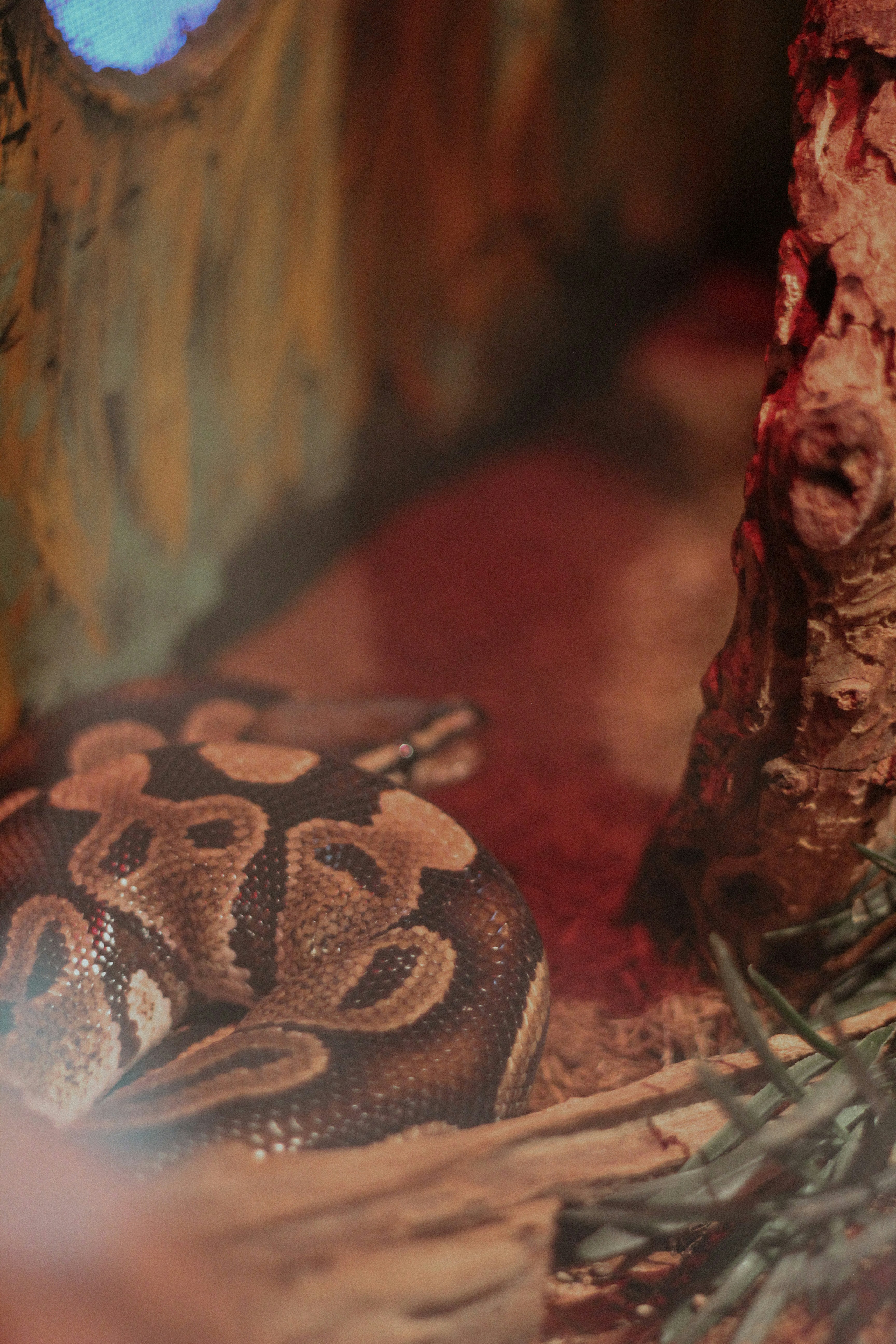 A ball python coils in a wooden enclosure, its patterned scales catching warm amber light against a textured bark-like backdrop.