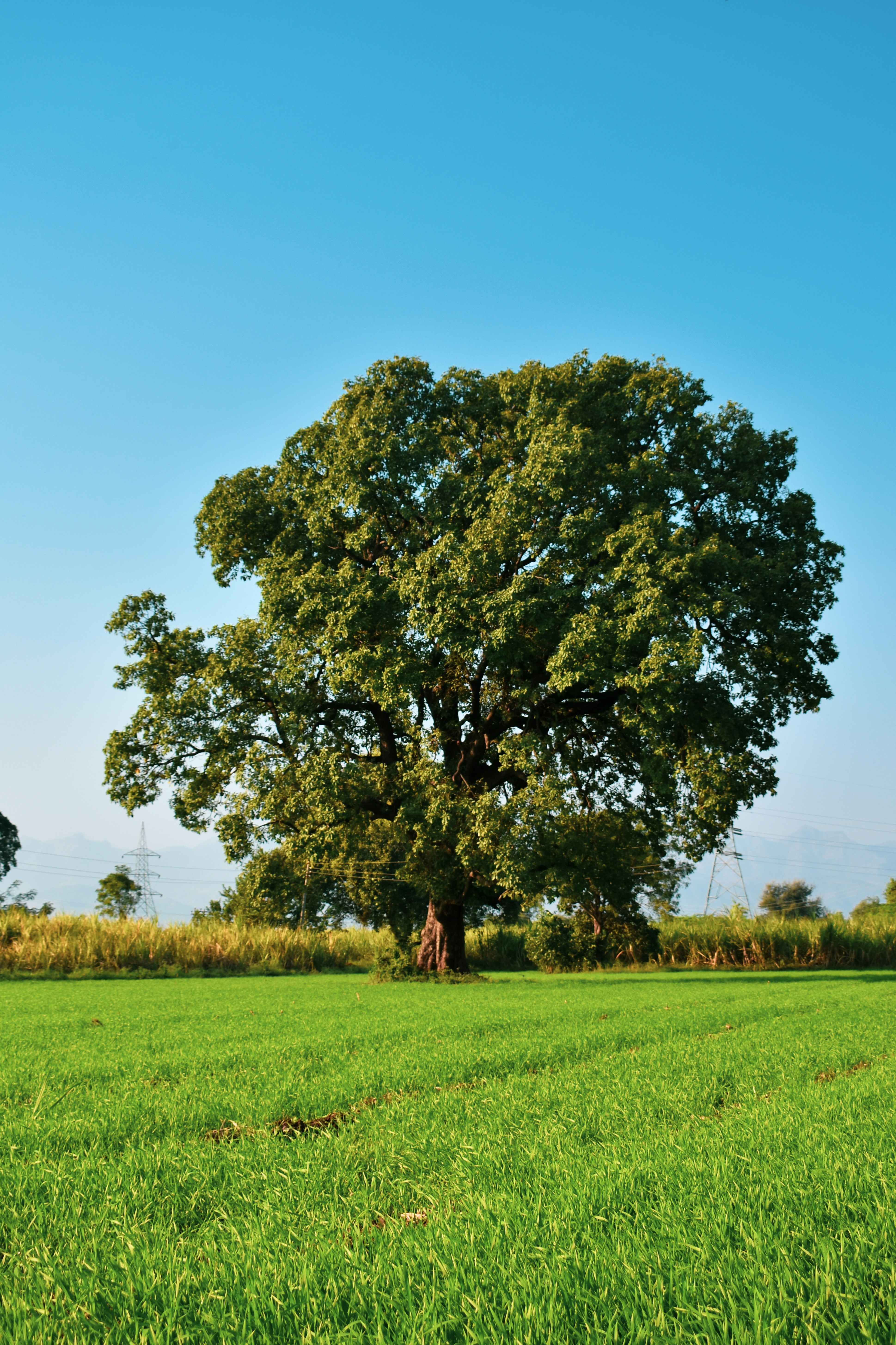 A large tree in the middle of a green field photo – Free Natural Image ...