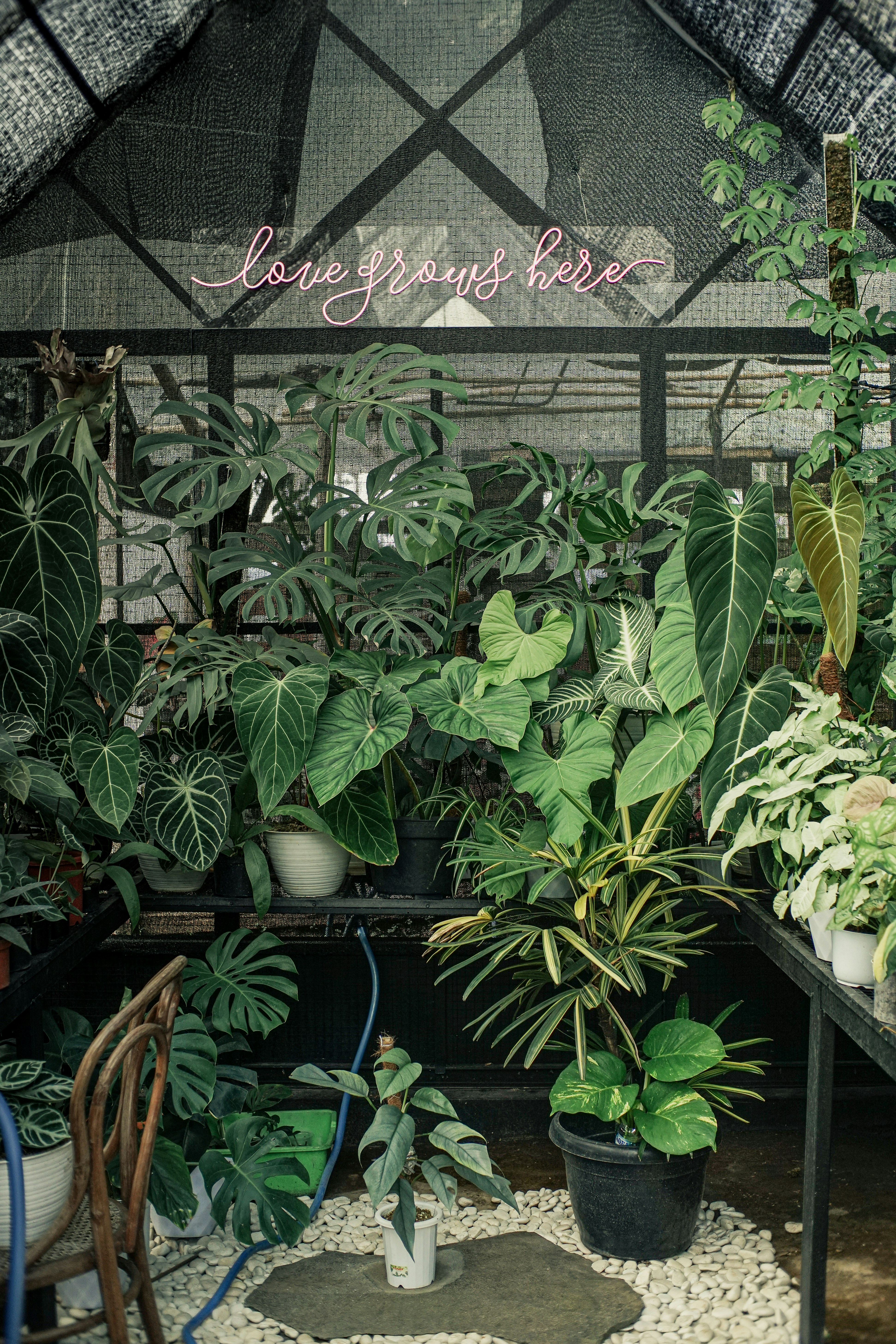 Love Grows Here: Neon Script Over a Verdant Conservatory