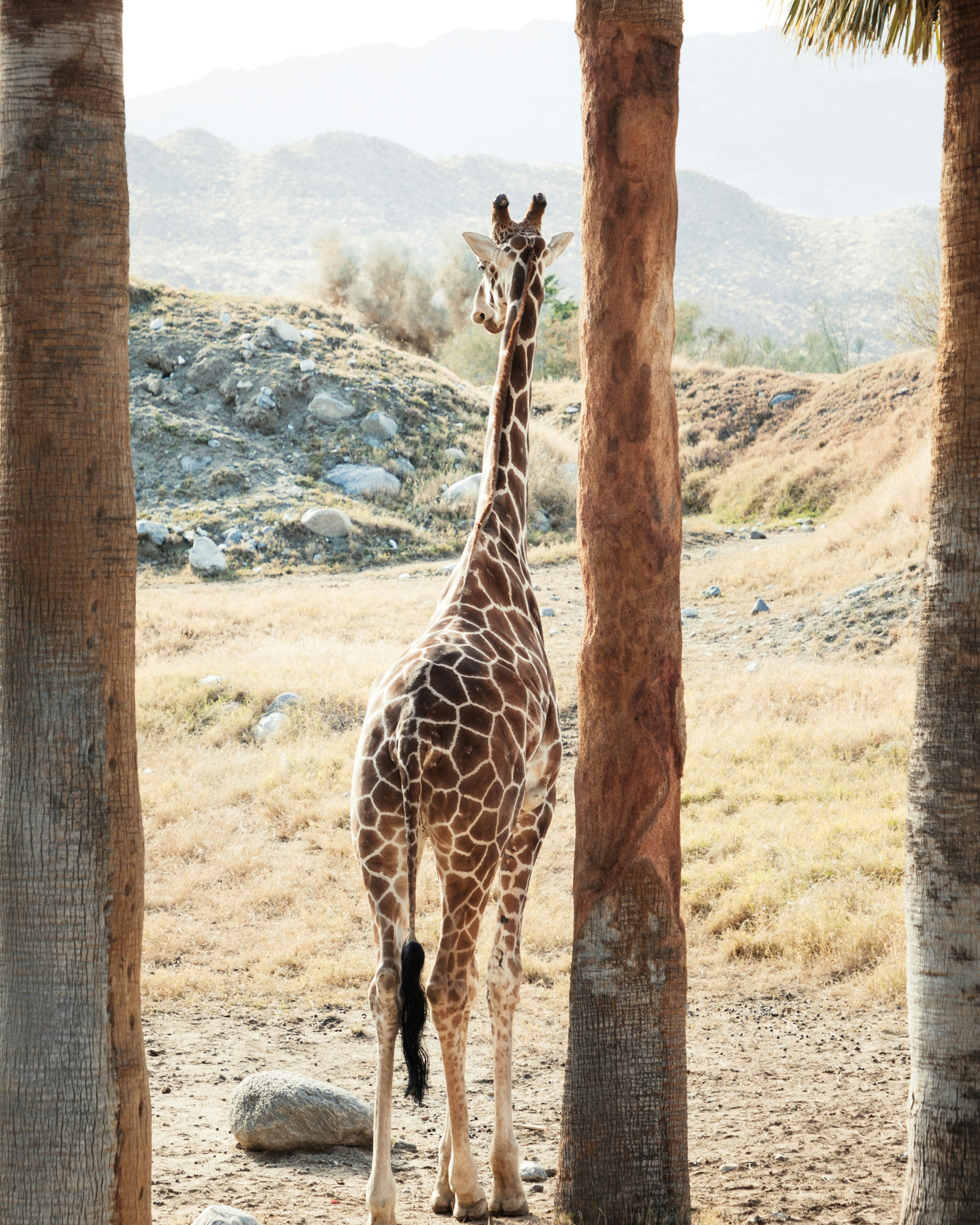 Giraffe Framed by Palm Trunks in a Sunlit Dry Savanna