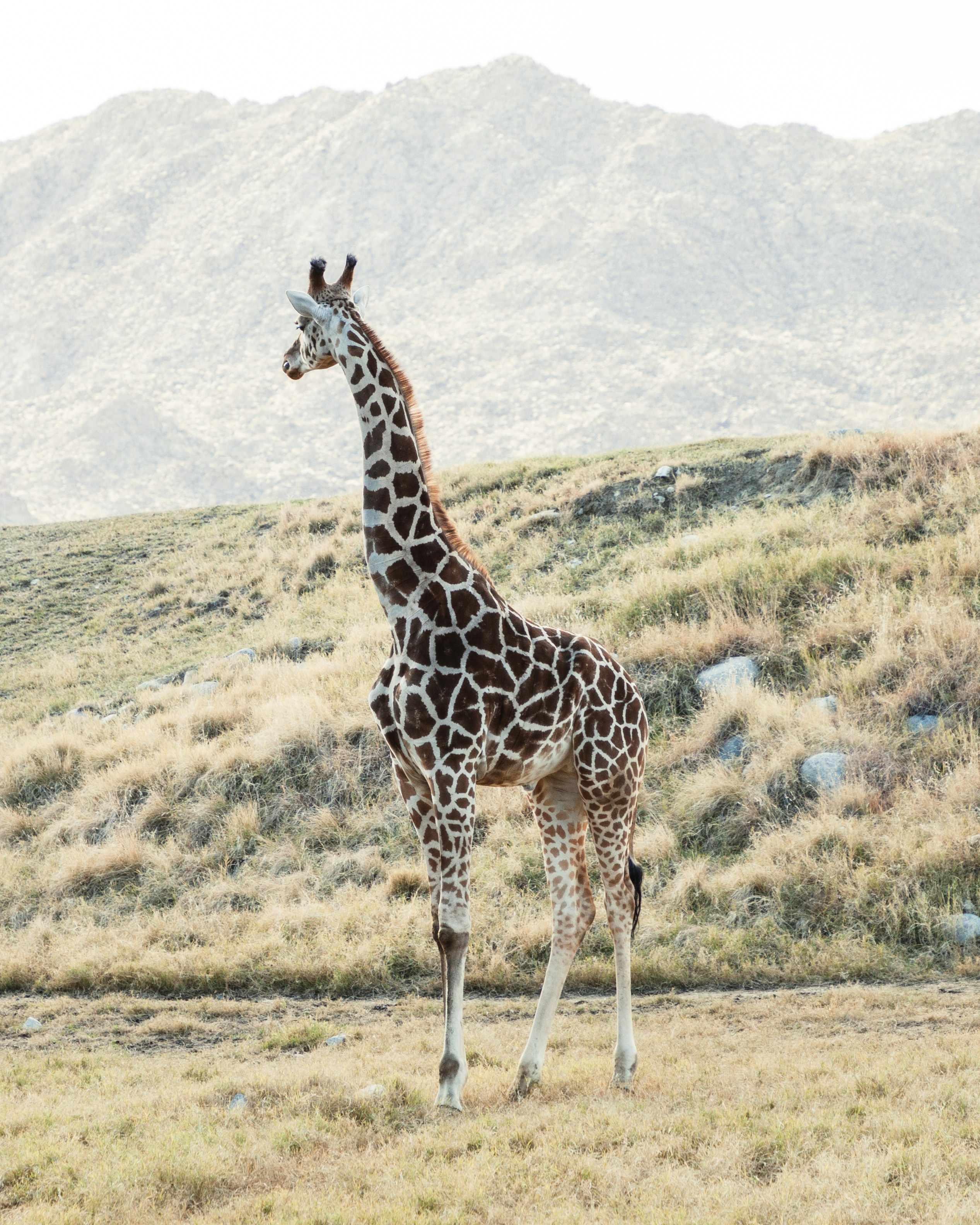 Giraffes Pictures | Download Free Images on Unsplash