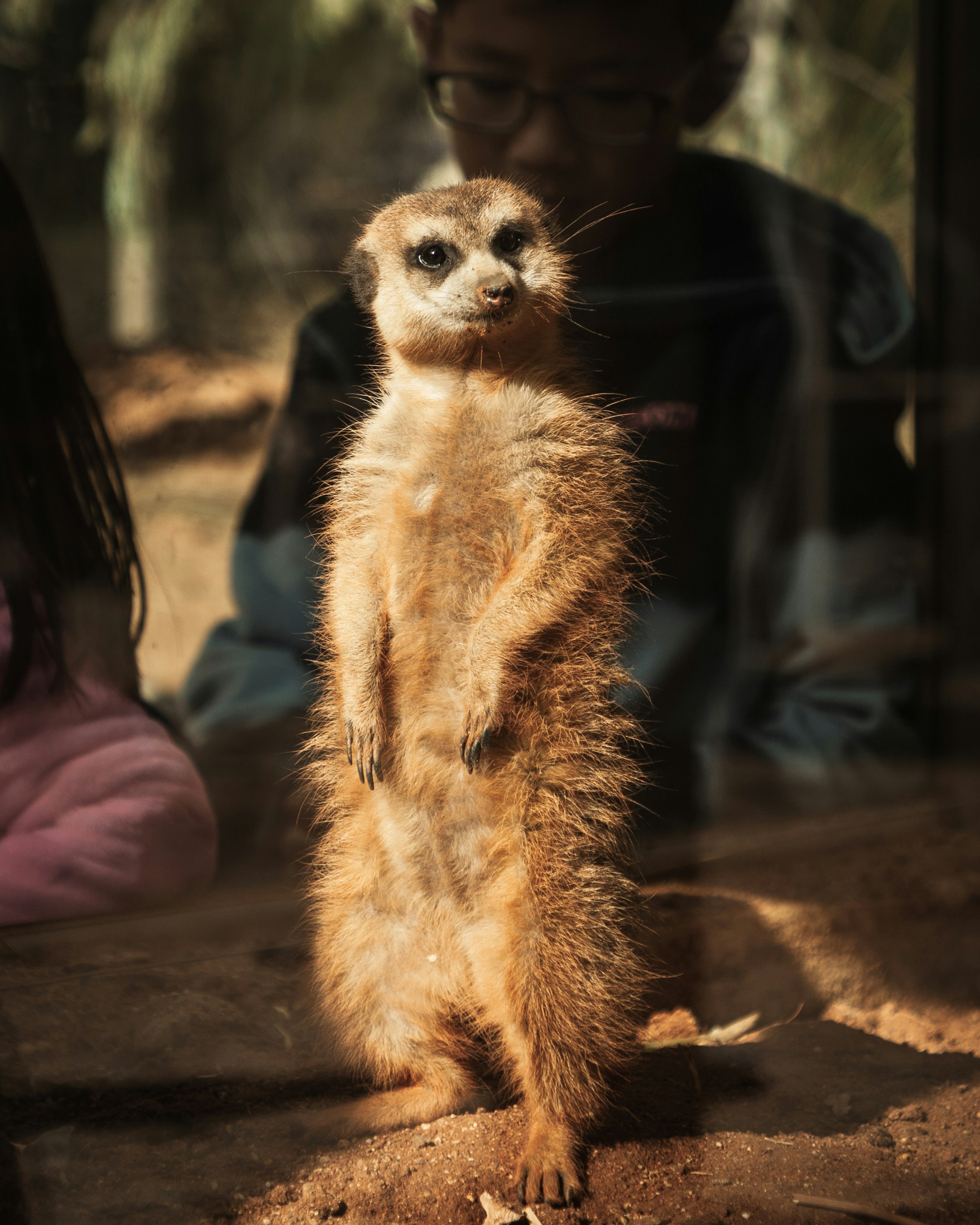 A meerkat standing upright, observing its surroundings with keen interest, while two children are visible in the background. The scene captures a moment of curiosity and alertness.