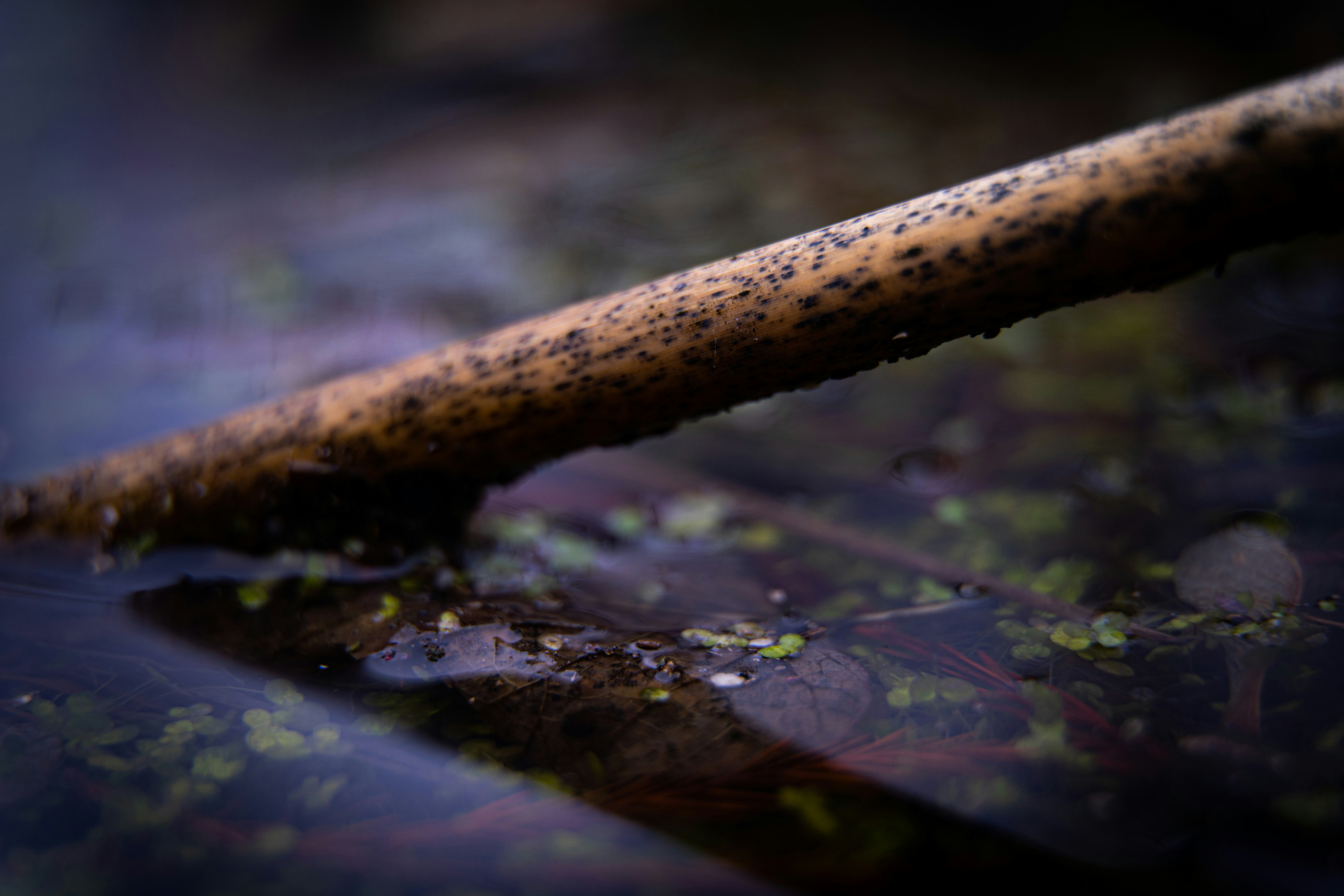 Rusty log drifting over a shallow, mossy pool