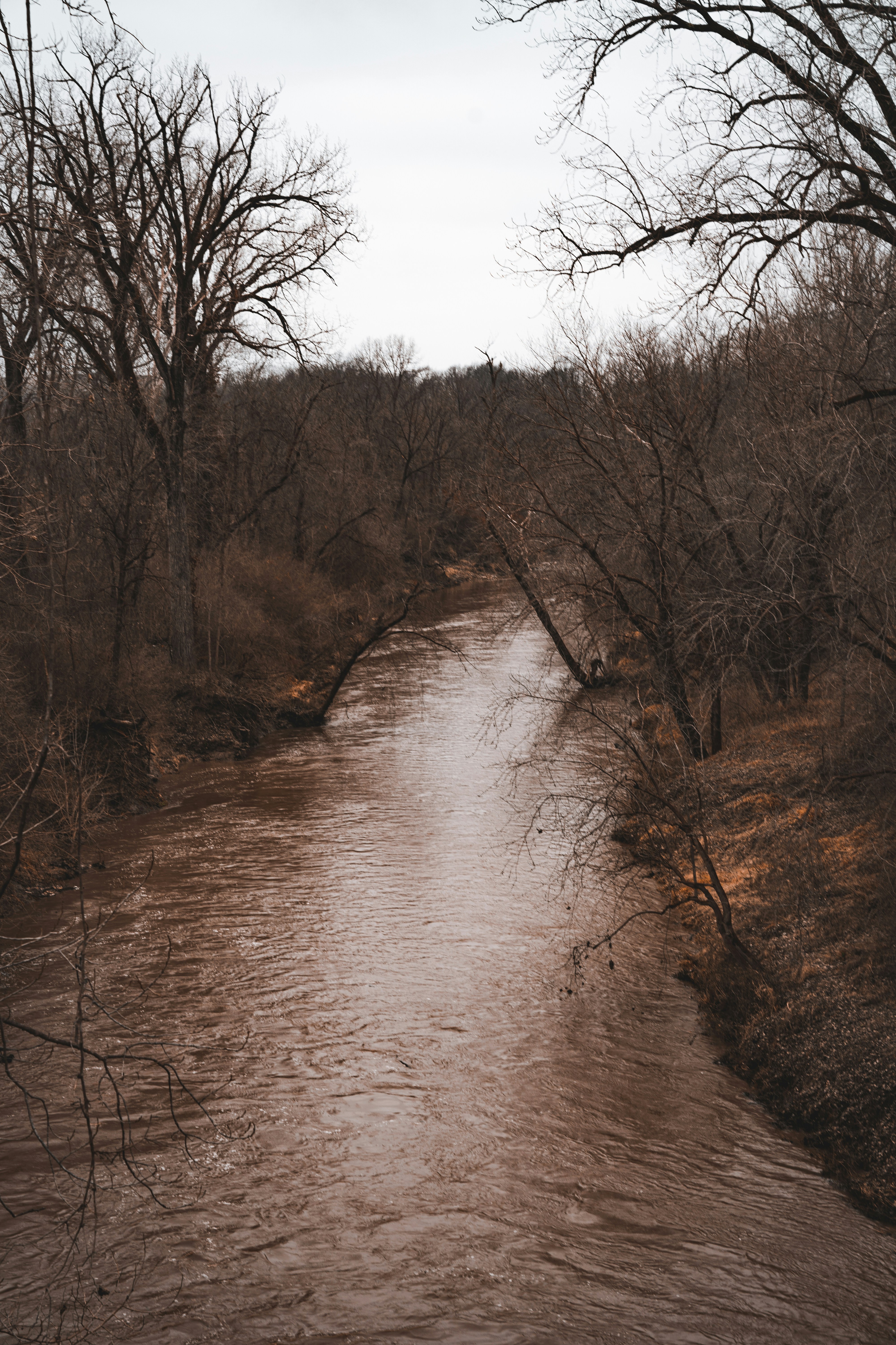 a river running through a forest filled with trees