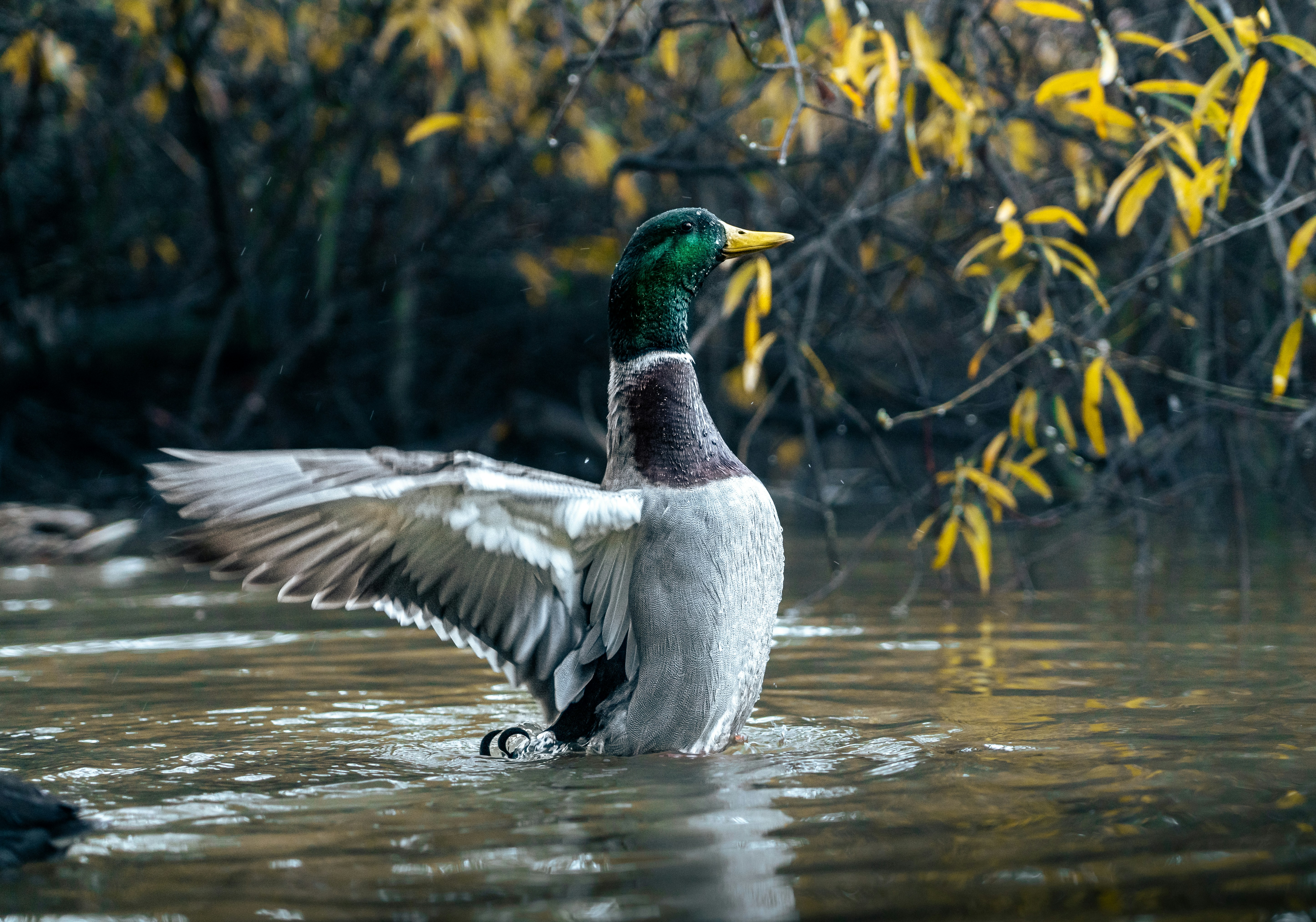 A duck flaps its wings in the water photo – Free Beverly hills Image on ...