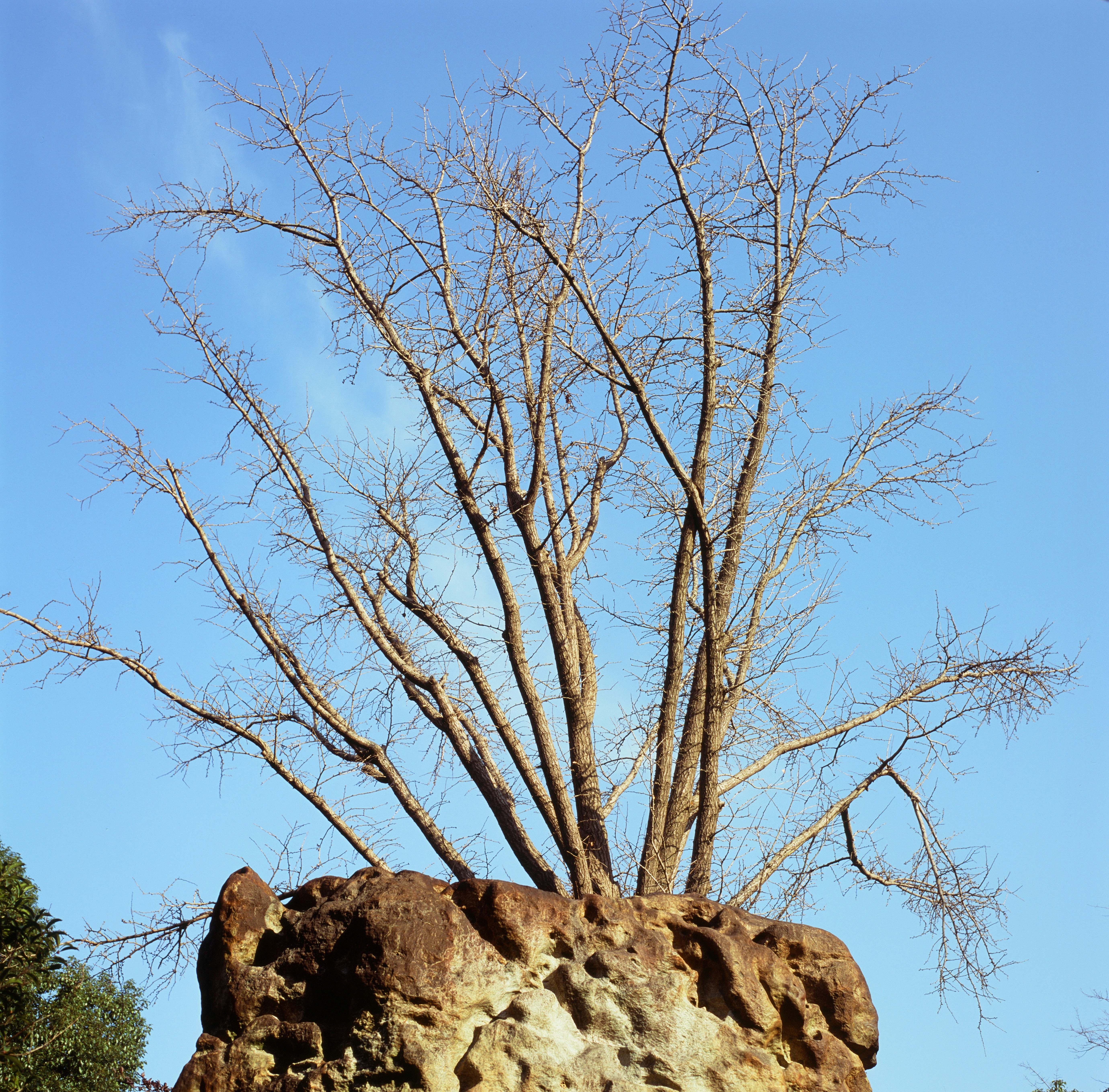 A tree with no leaves on a rocky outcropping photo – Free Tree Image on ...