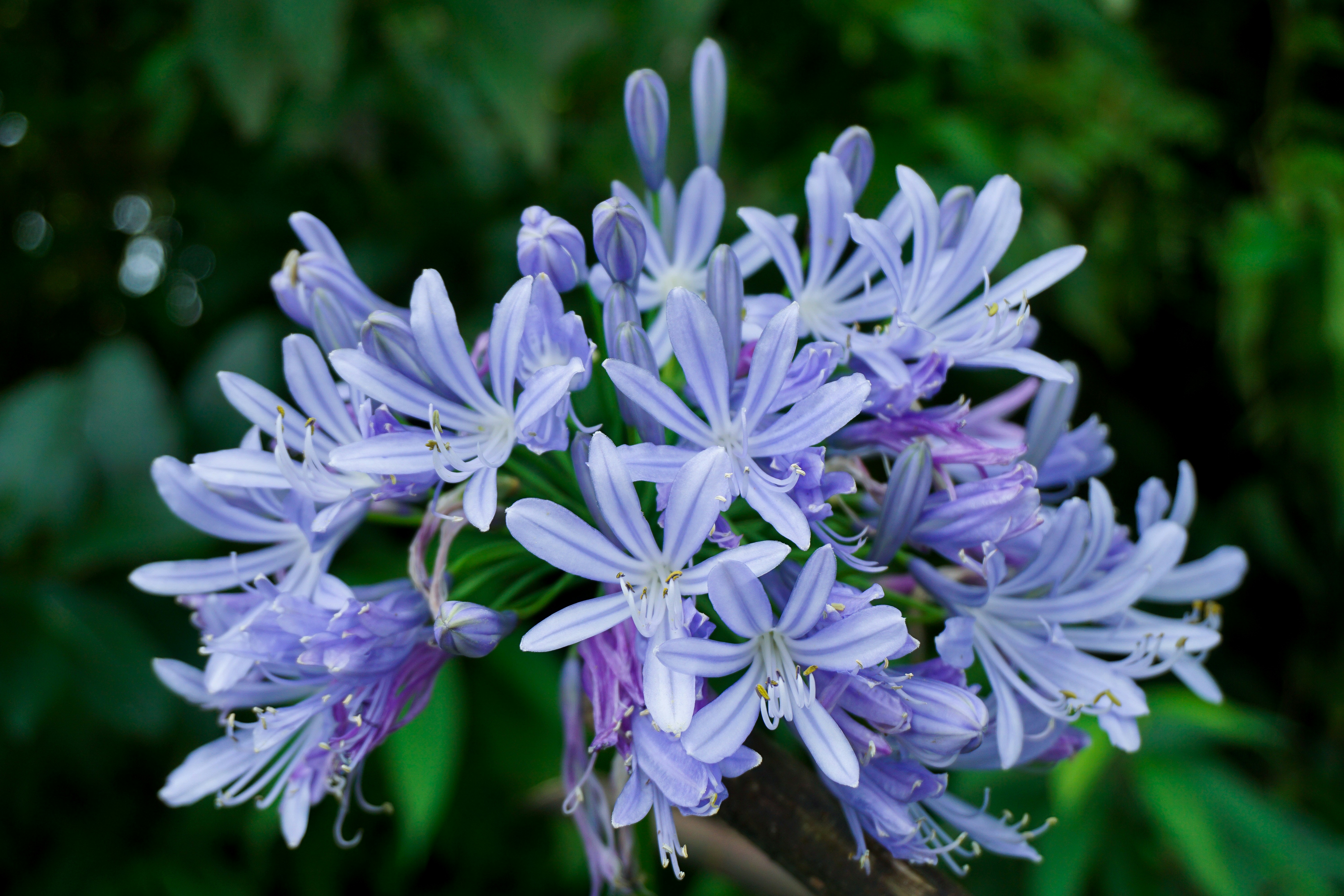 Cluster of delicate lavender flowers with intricate petals surrounded by lush greenery.