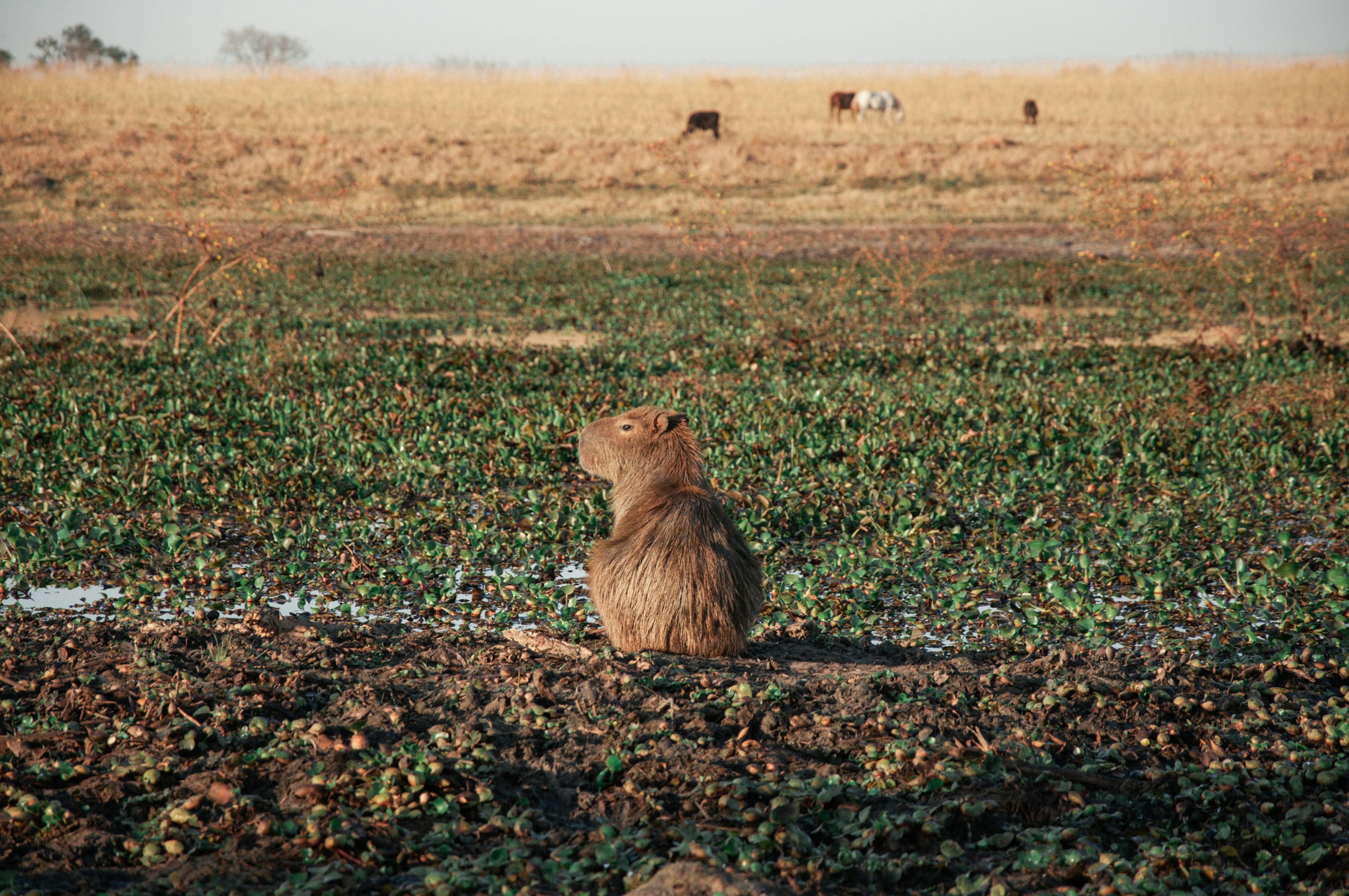 Foto Un capibara sentado en medio de un campo – Imagen Ronsoco gratis ...