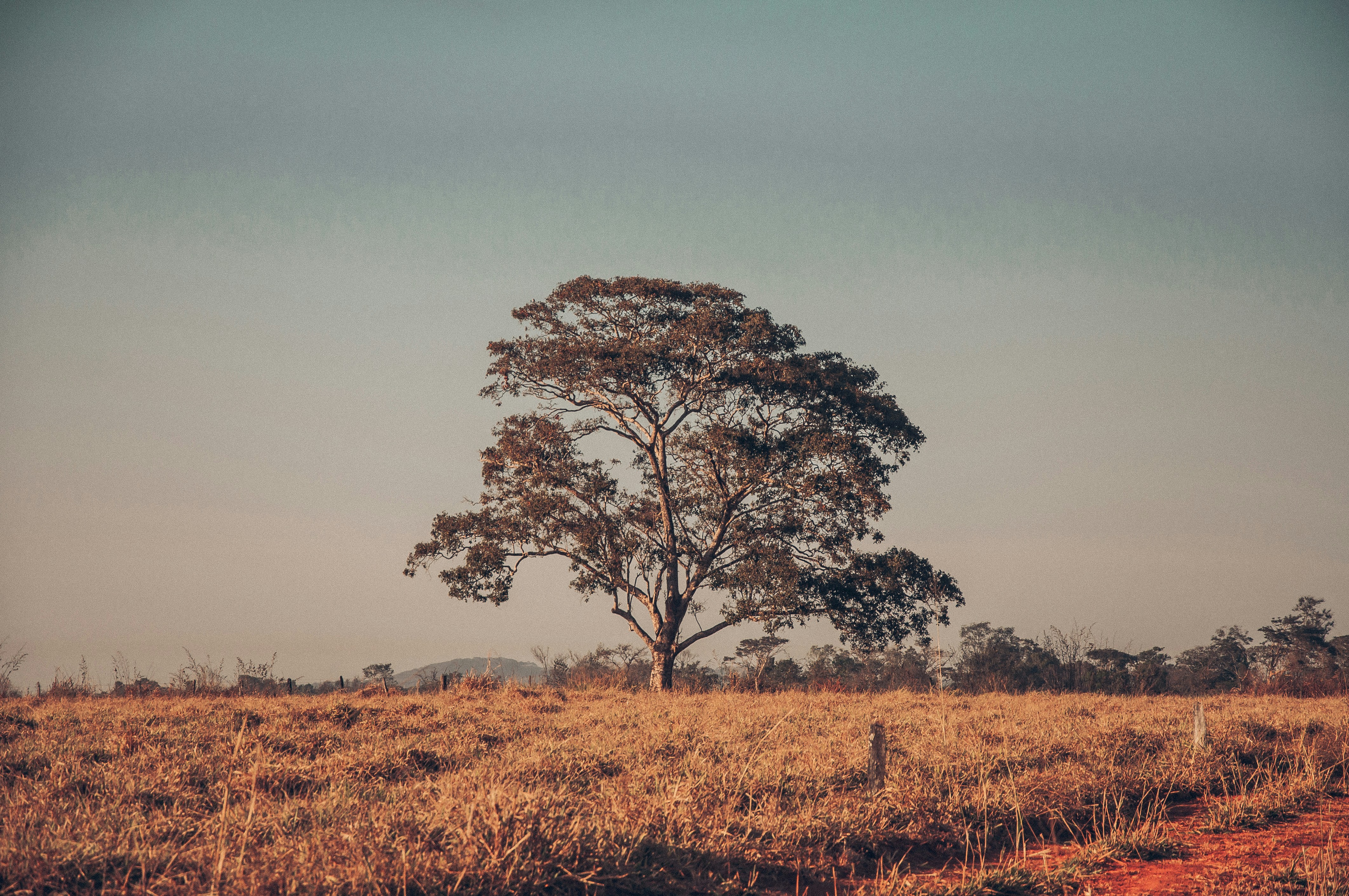 A lone tree stands alone in a field photo – Free Pasture Image on Unsplash