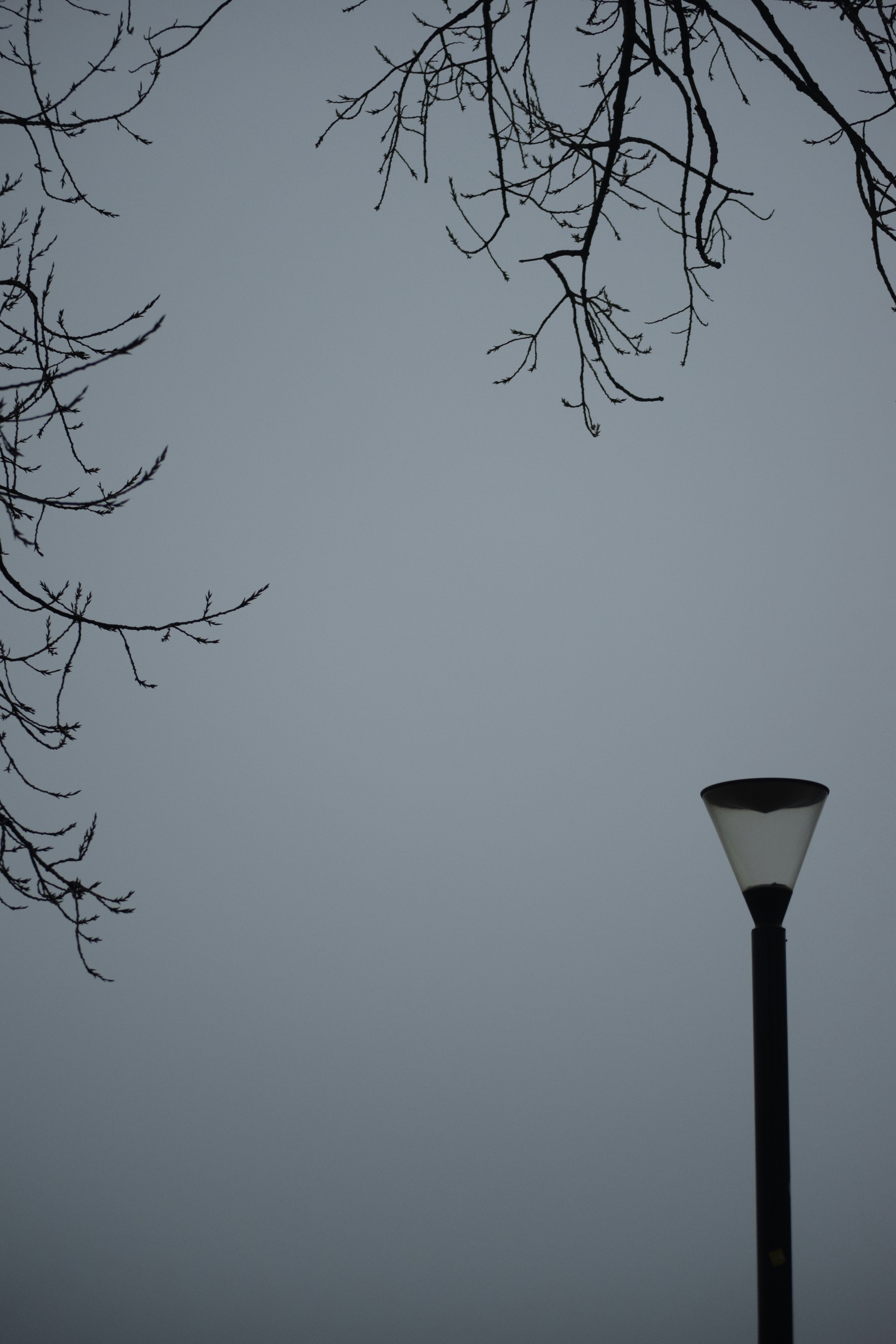 Lone Lantern Framed by Bare Winter Branches Under a Gray Sky