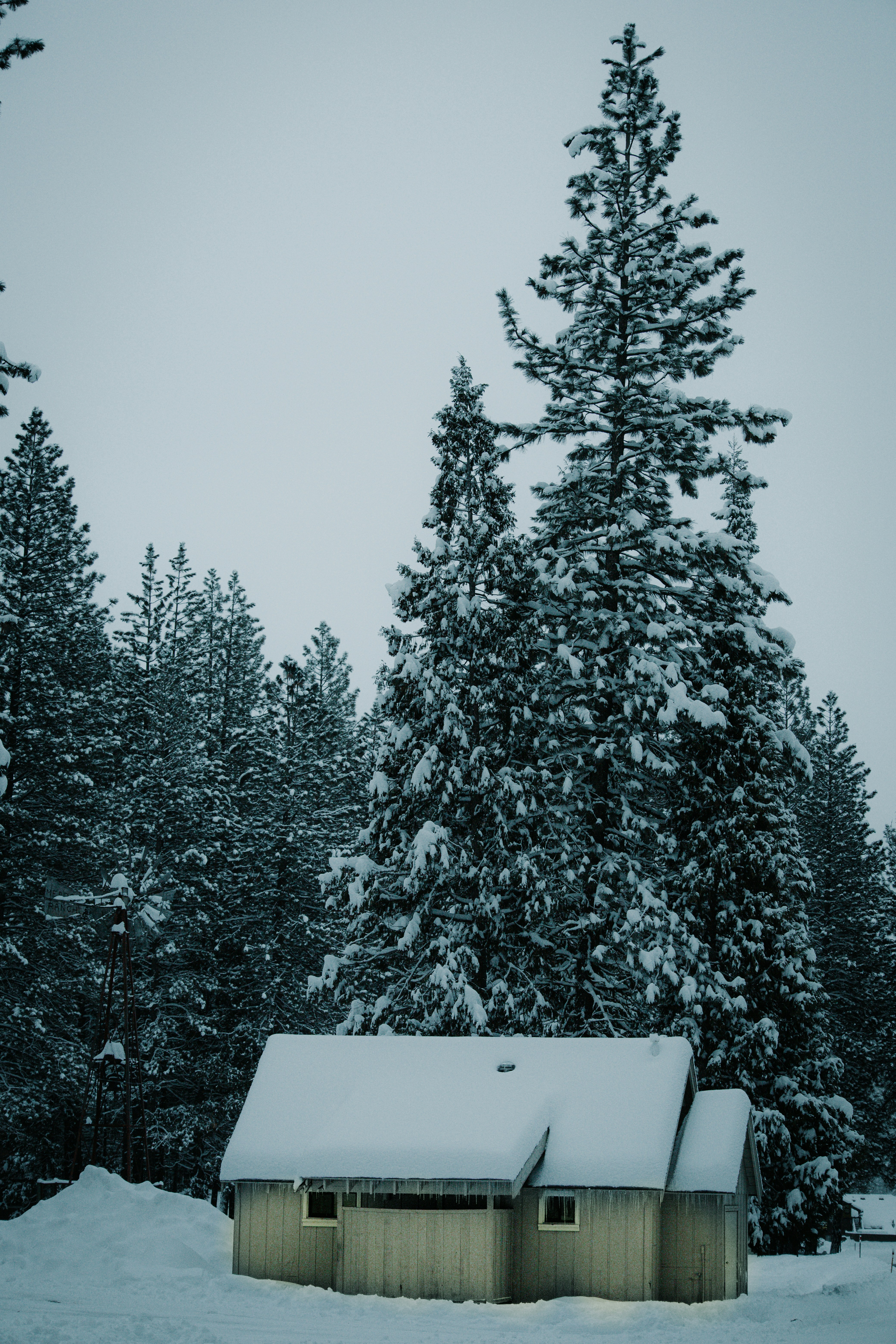 A quaint cabin nestled in a snowy landscape, surrounded by towering evergreens blanketed in white. The serene scene evokes a sense of peaceful isolation.