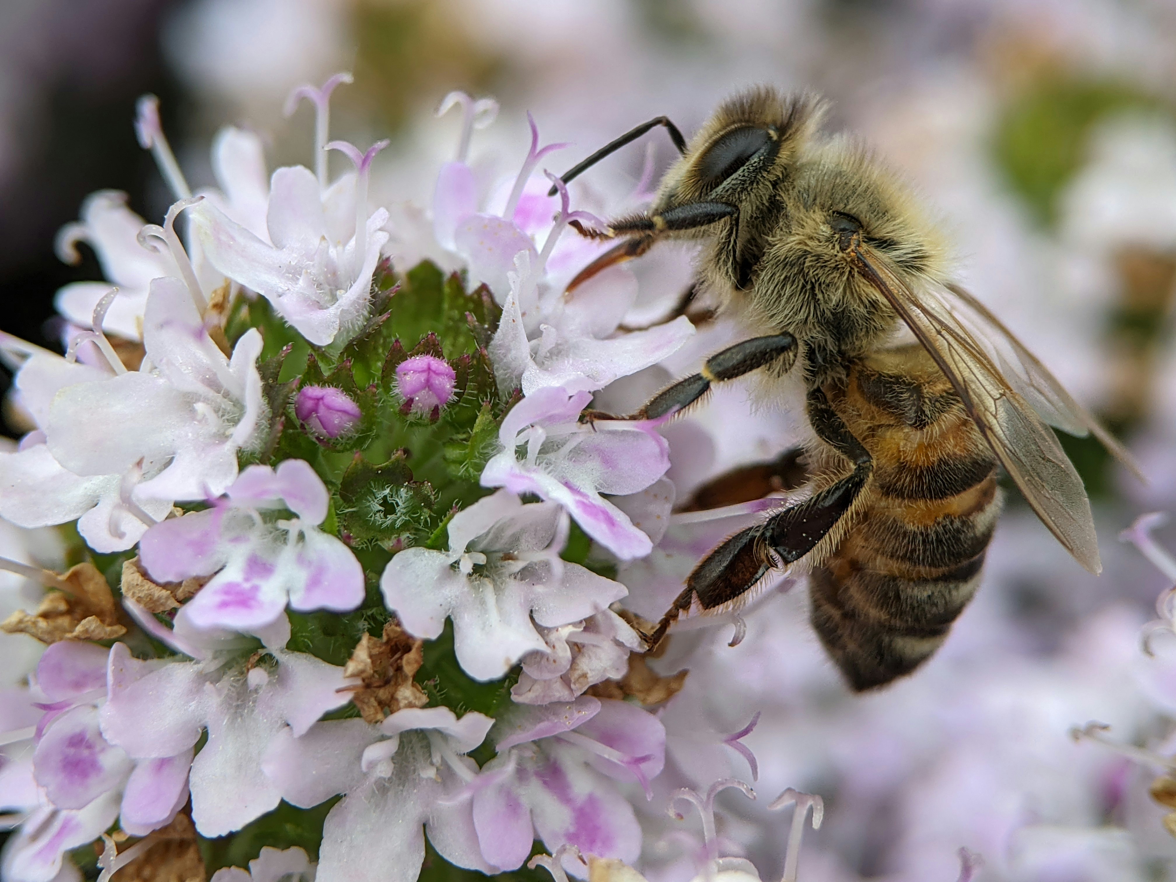 a close up of a bee on a flower