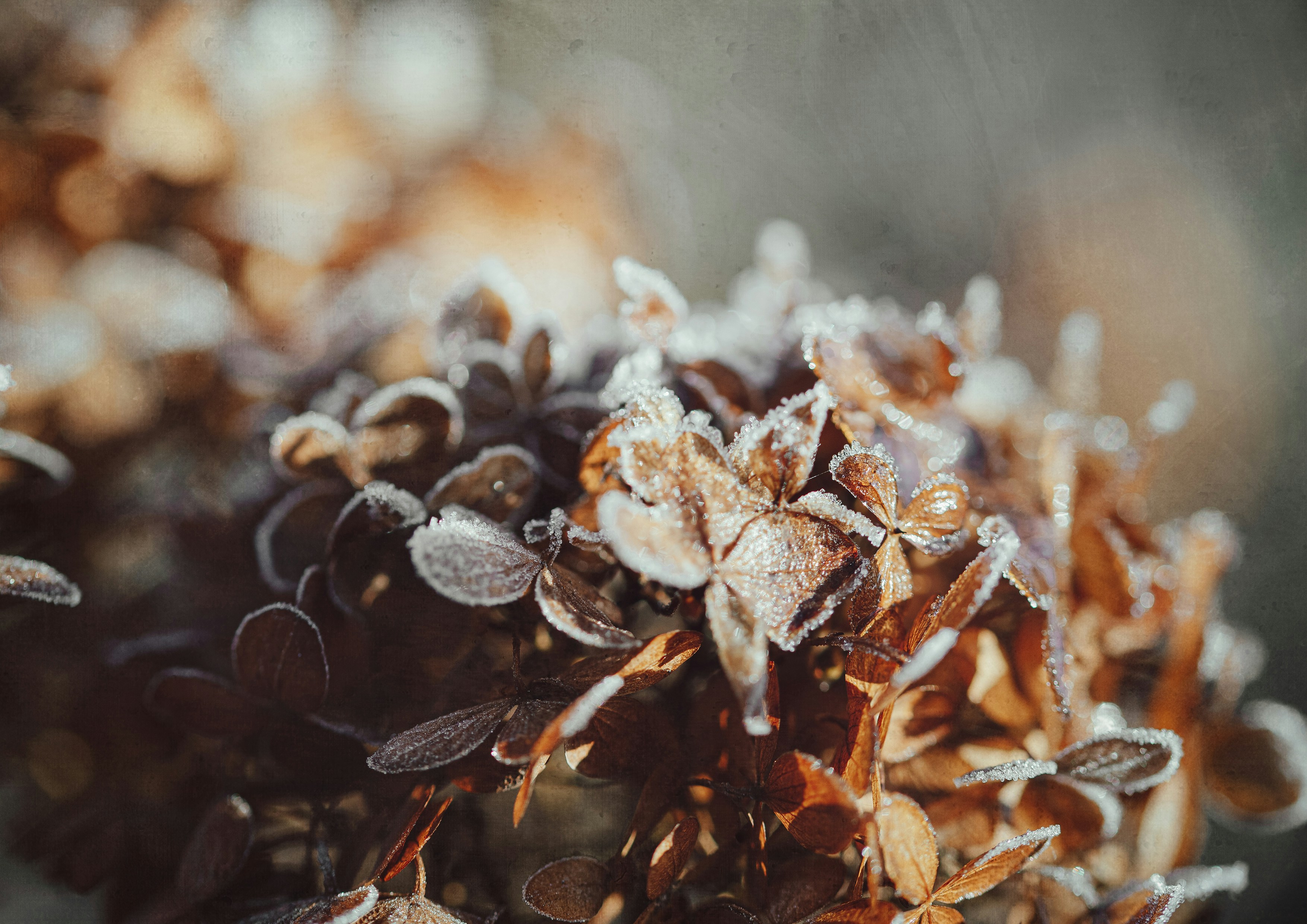 Close-up of dried flower petals adorned with frost, showcasing intricate textures and hues of brown and white. The delicate details highlight the beauty of winter's touch.