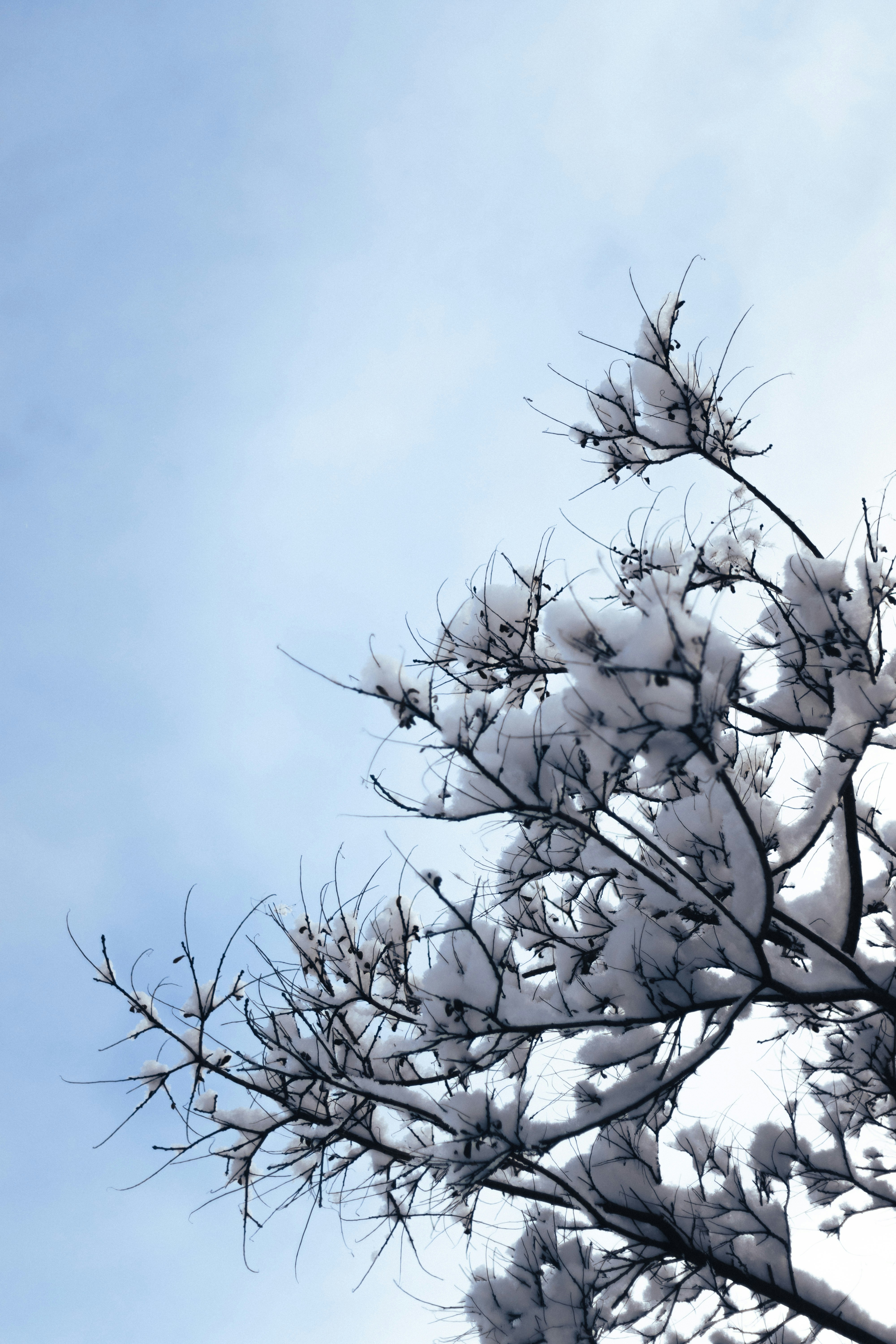 Snow-laden branches reach towards a soft, cloudy sky, showcasing the serene beauty of winter's touch.