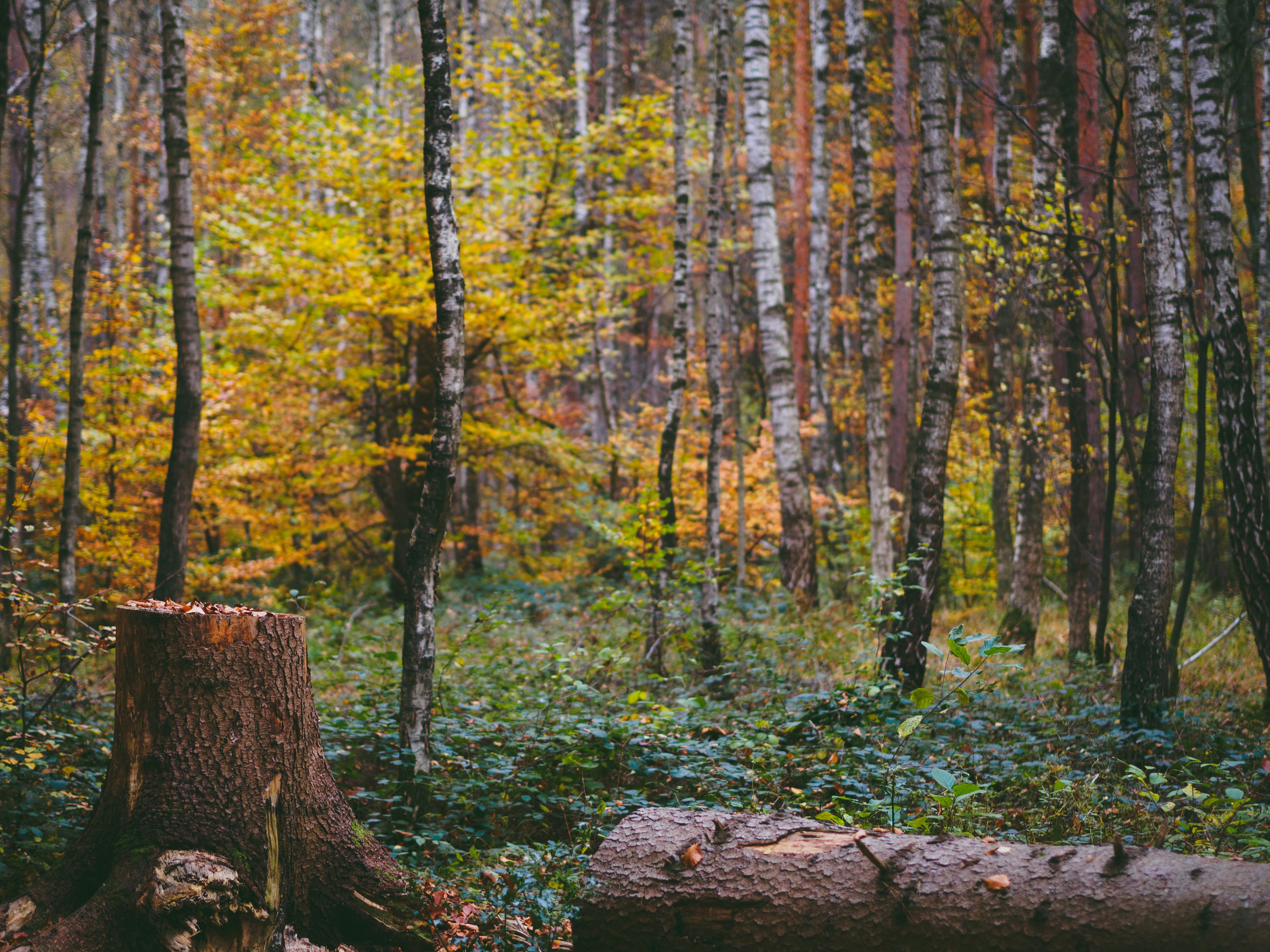 Fallen logs and vibrant foliage create a serene woodland scene, highlighting the beauty of autumn in a tranquil forest setting.