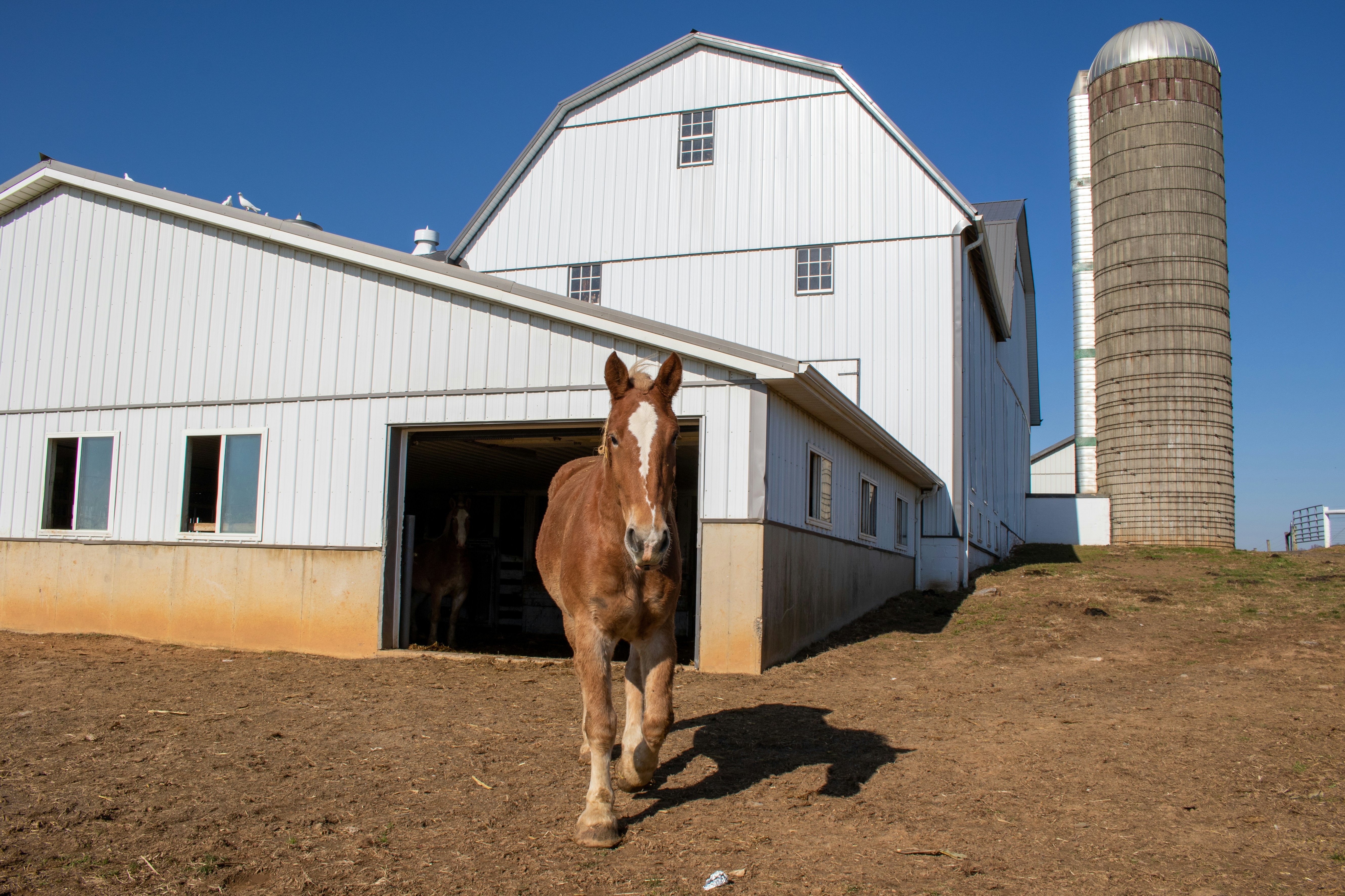 Chestnut Pony at the Farmyard Threshold