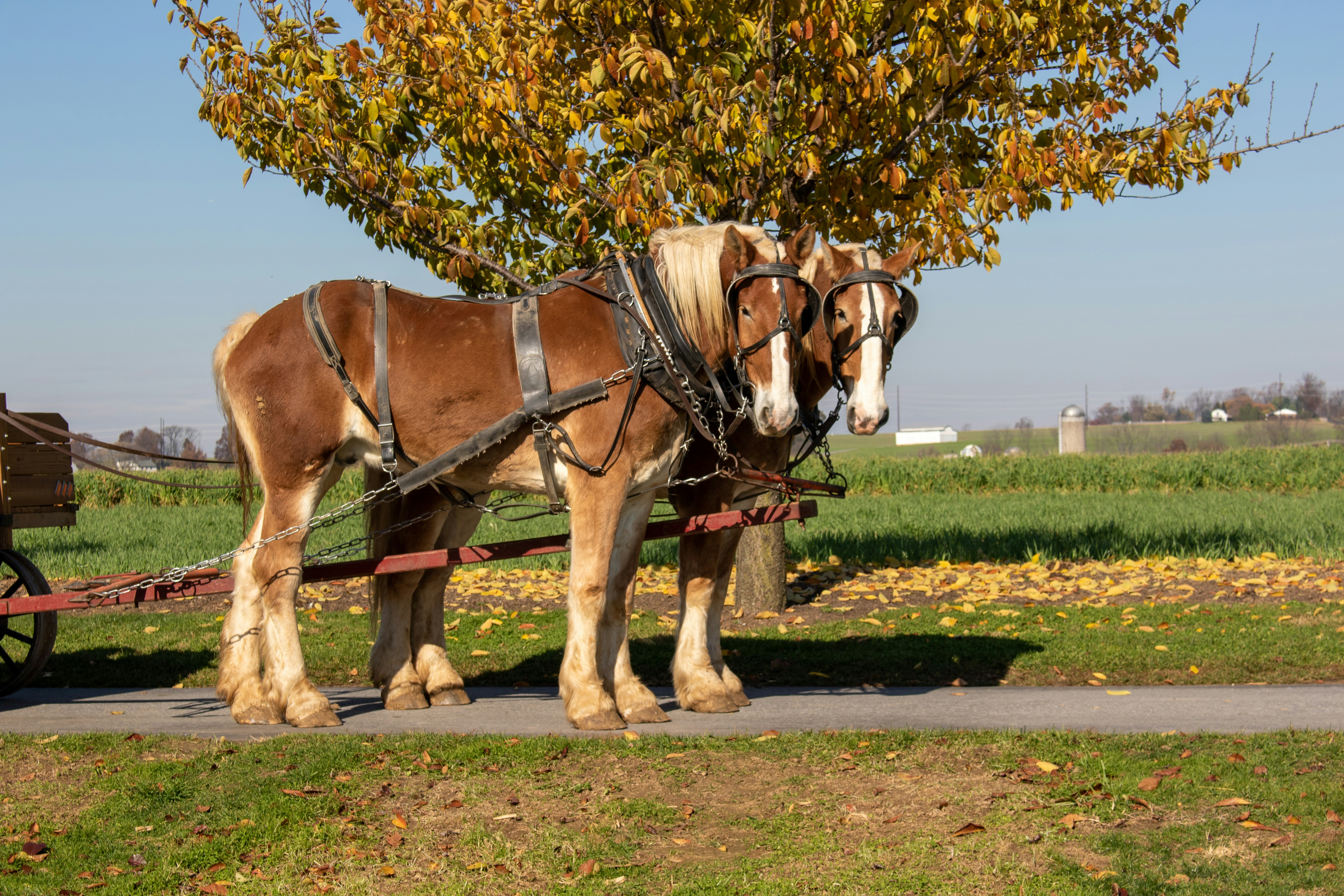 Leaf-Lined Roadbound Giants: Two Draft Horses Rest in Autumn Sun