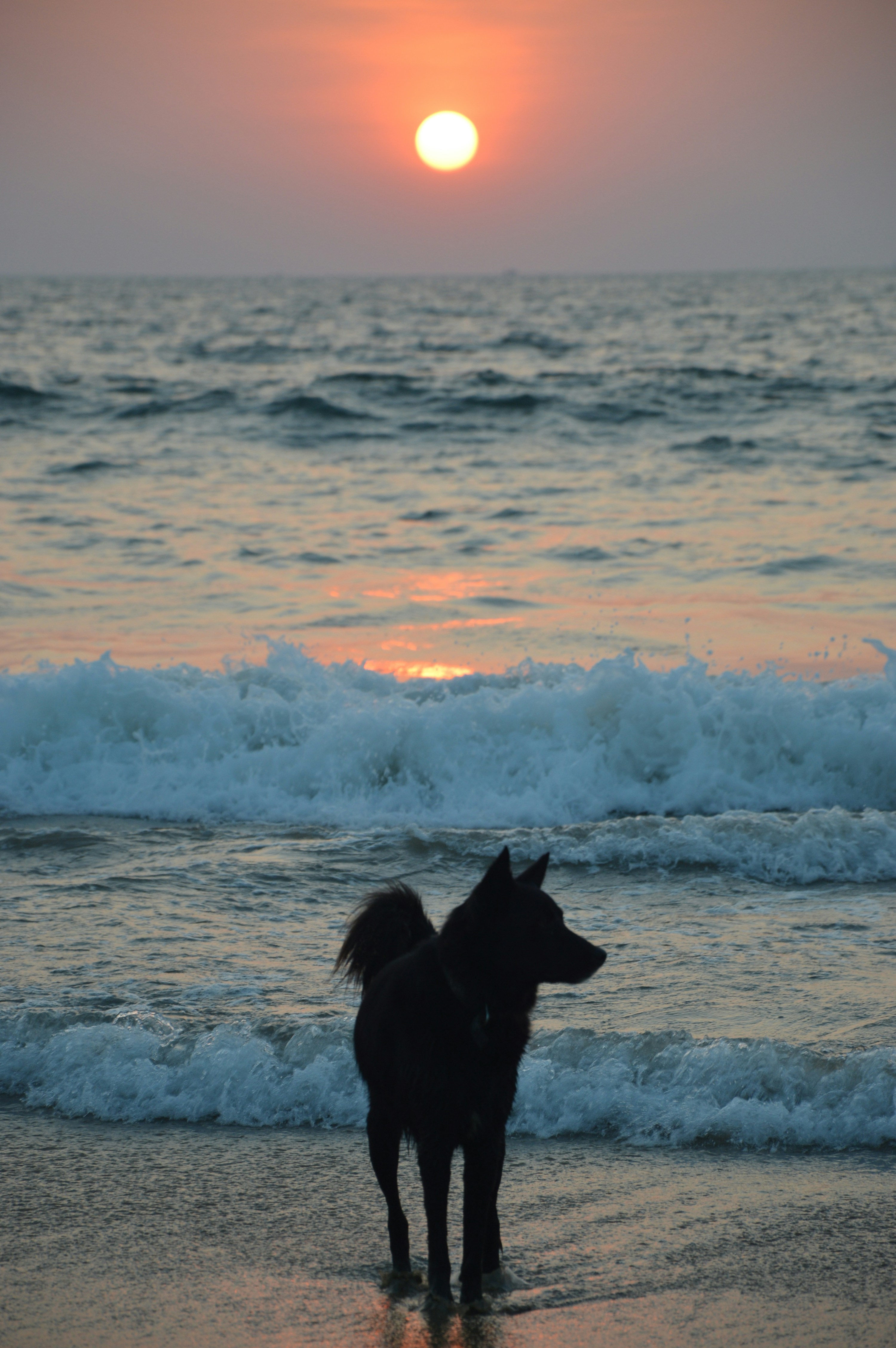 Why should humans have all the fun :)