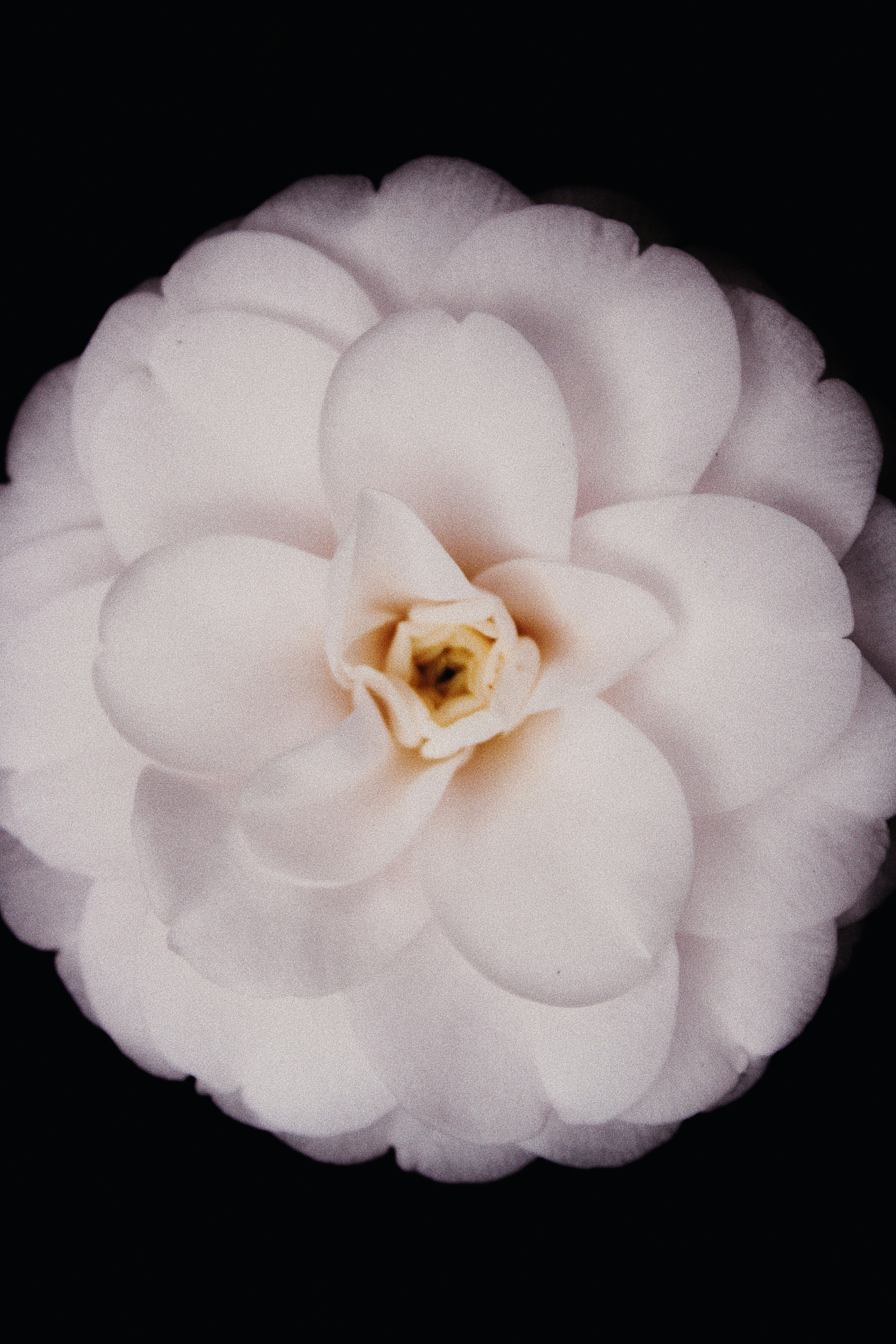 Elegance in Petals: A Floral Embrace