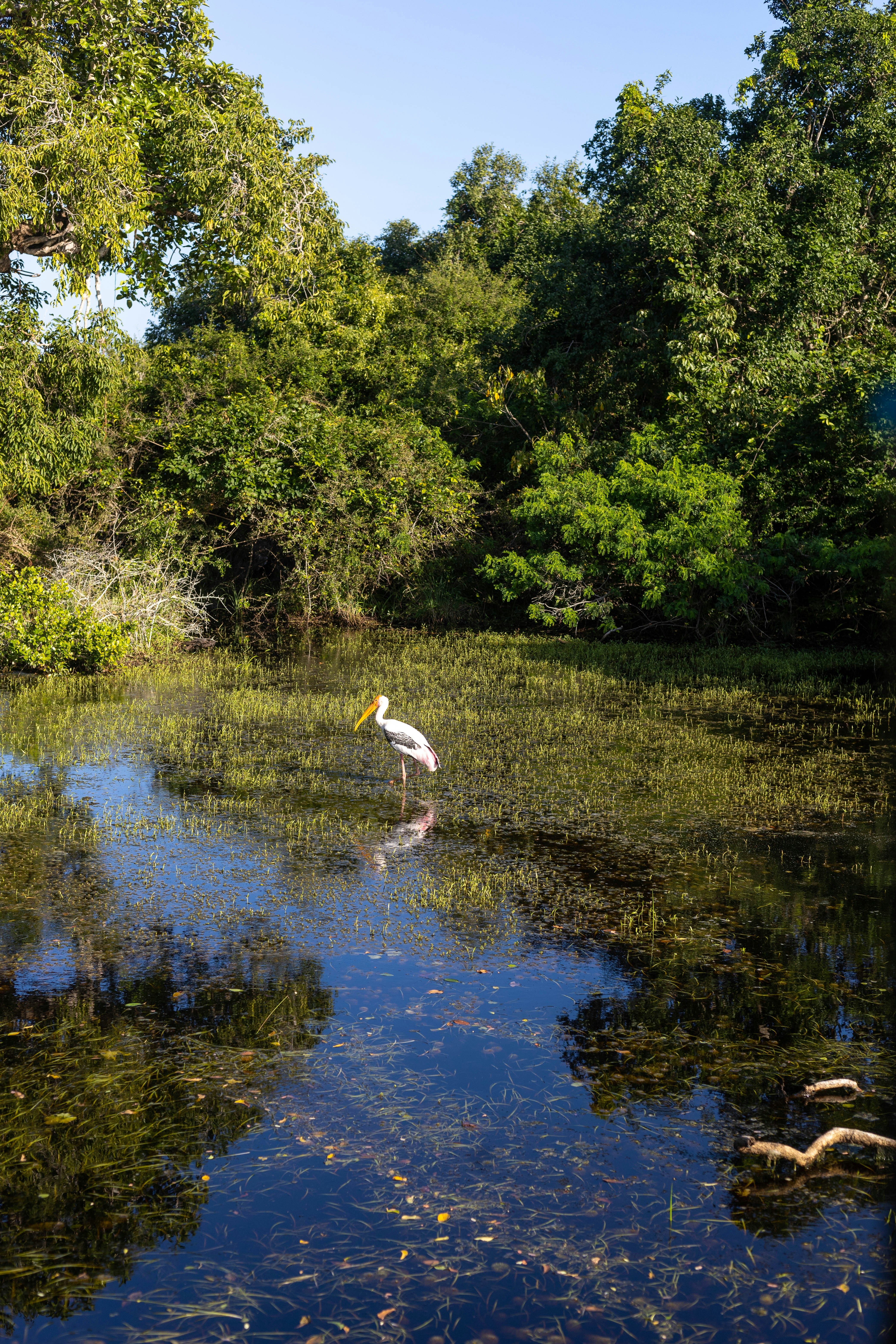 a bird is standing in the middle of the water