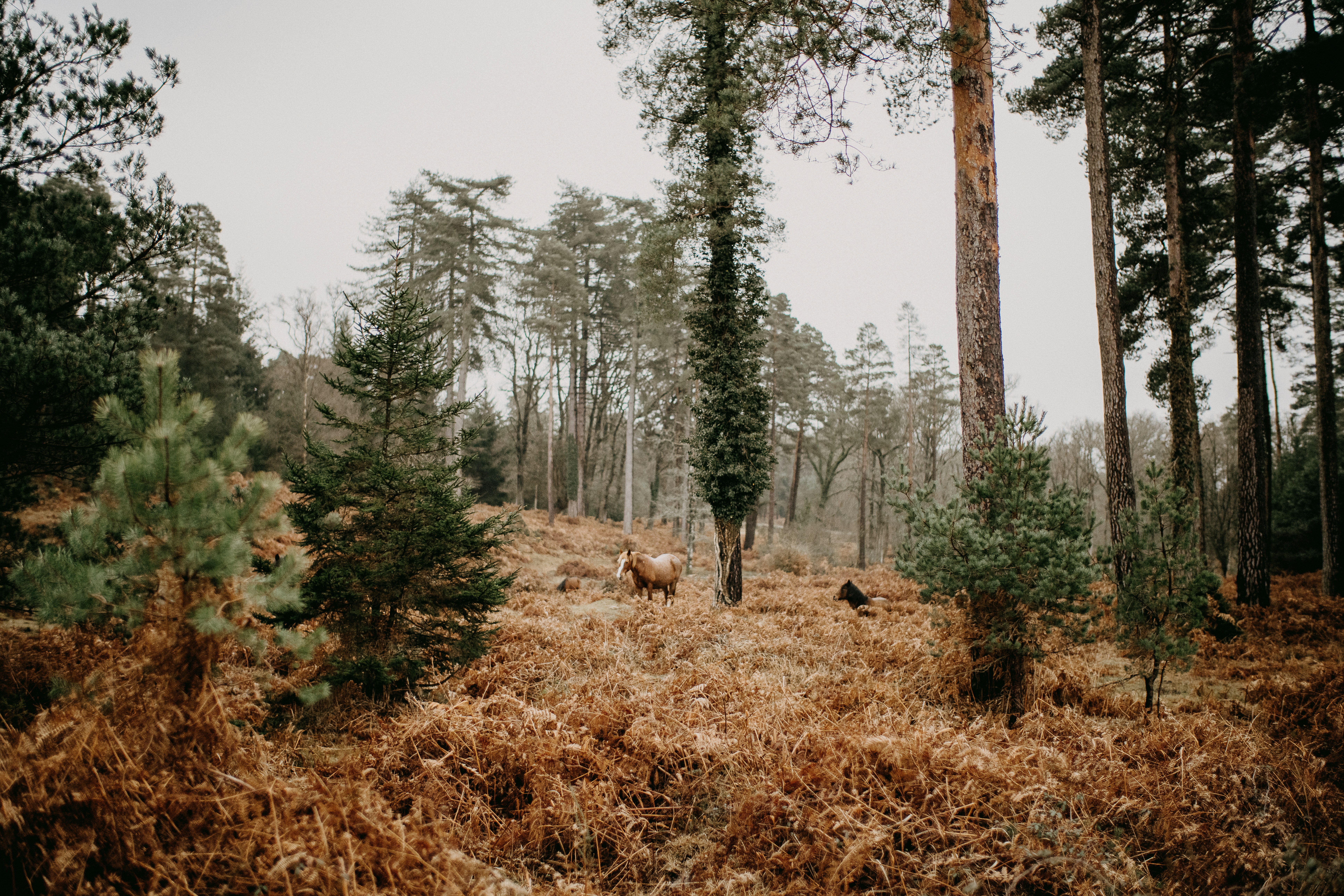 Hidden Visitor Among the Autumn Pines